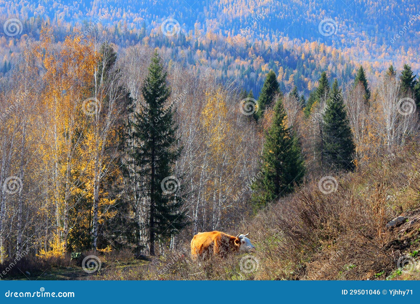 Trees and bull stock photo. Image of green, yellow, trees - 29501046
