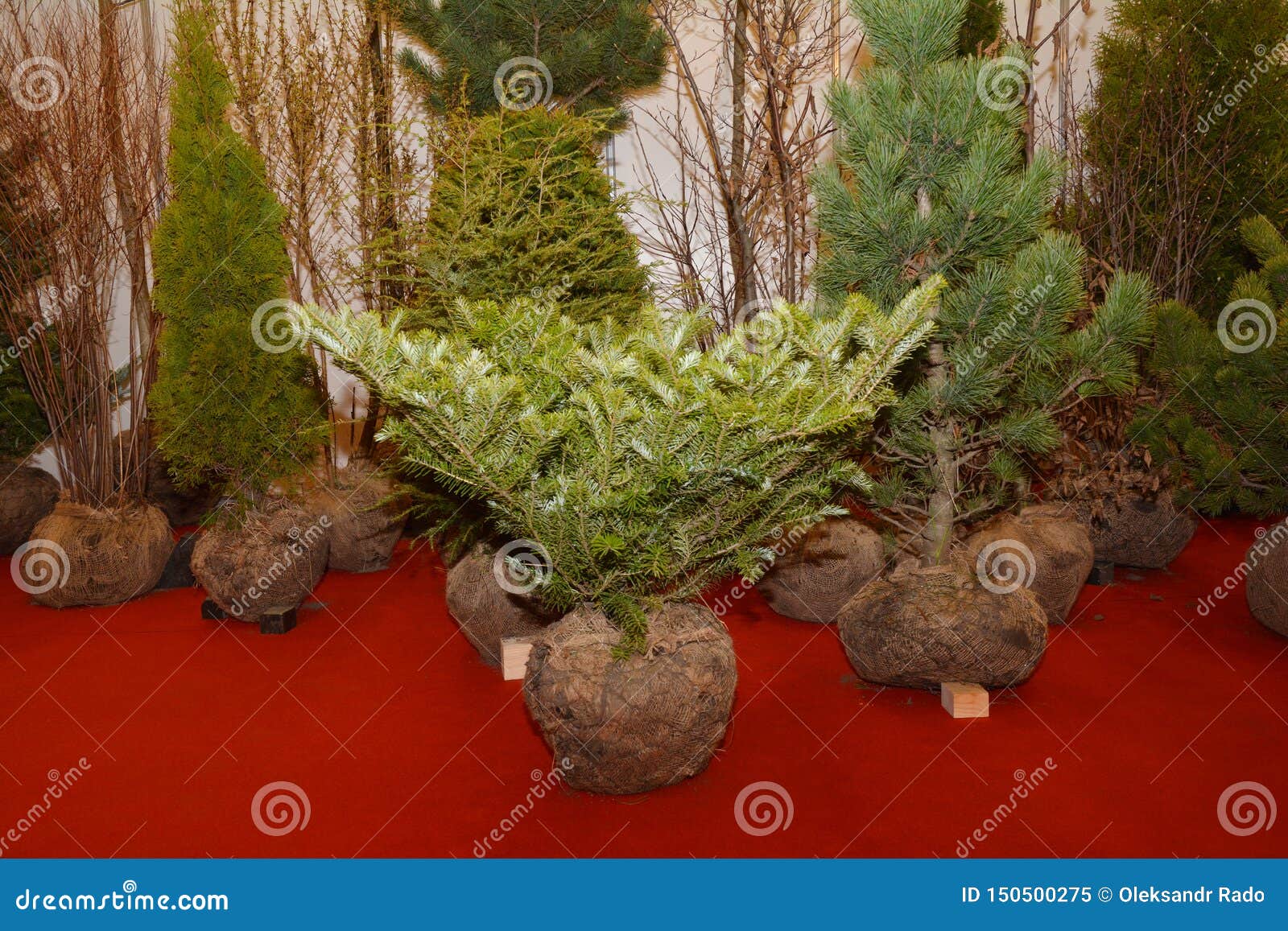 Trees with Burlap Root Balls Ready for Transplanting Stock Image ...