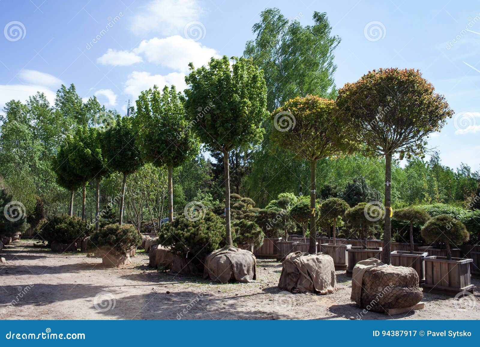 Trees with Burlap Root Balls Ready for Transplanting Stock Image ...