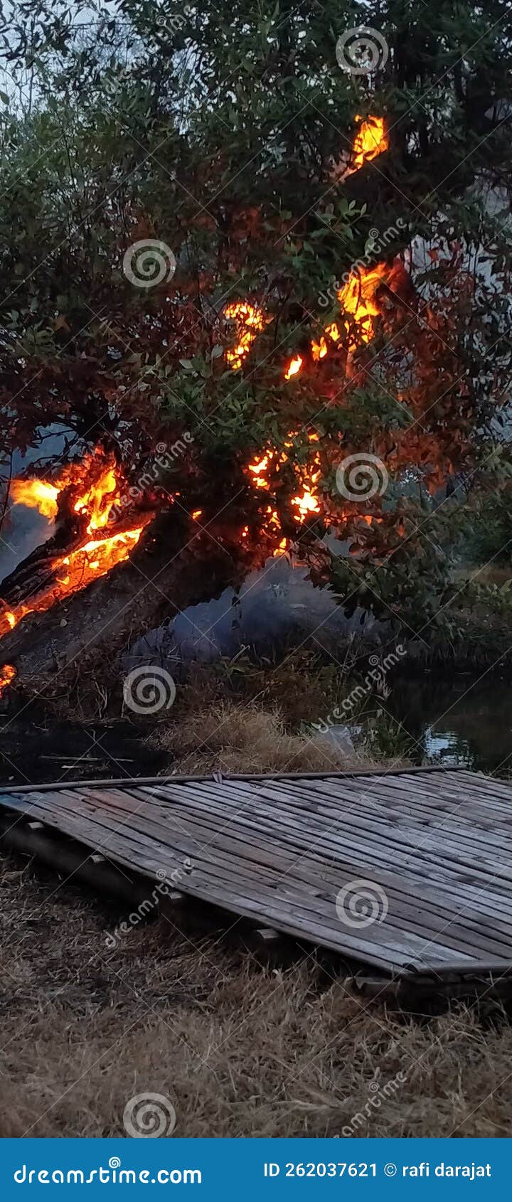 Trees Burn because of the Heat of Nature Stock Image - Image of plant ...