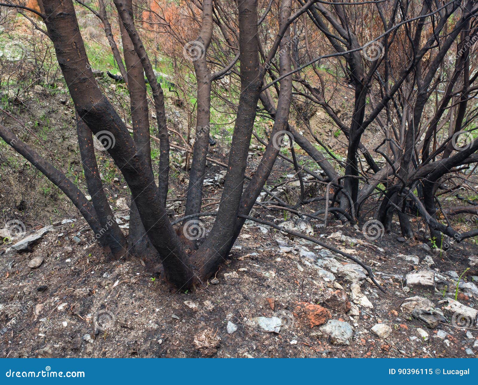 Trees Burned and Charred in a Forest Fire Stock Image - Image of plant ...