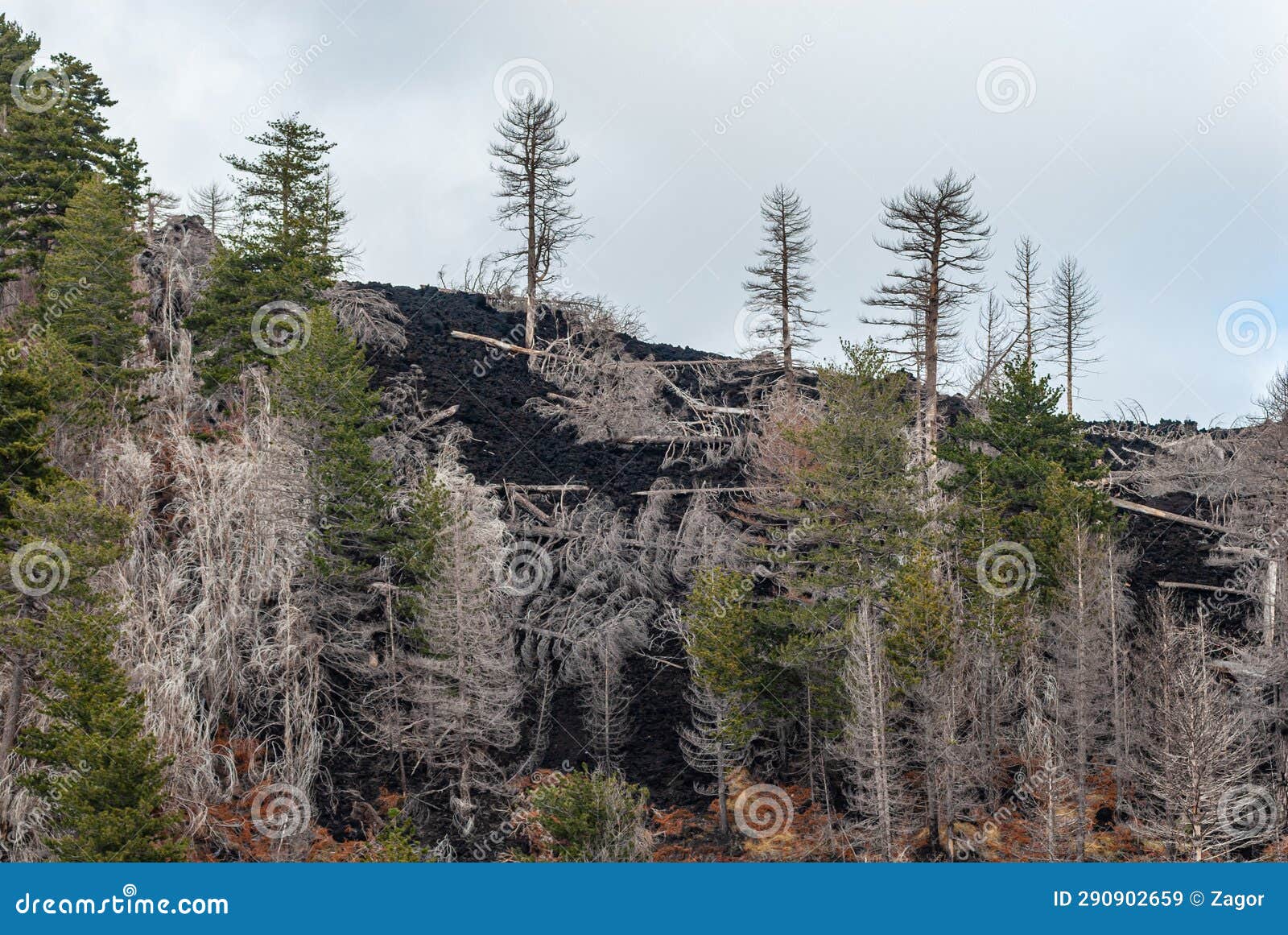 Trees Burned by an Eruption of the Volcano Stock Image - Image of rocks ...