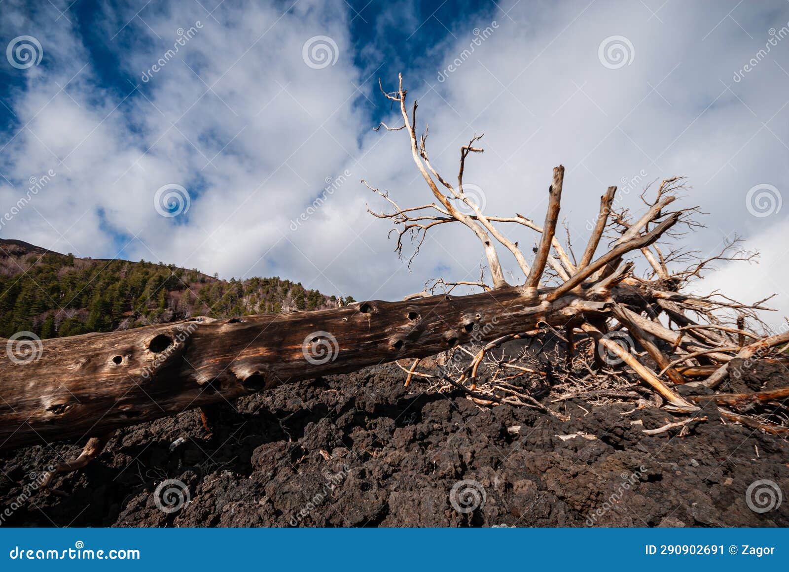Trees Burned by an Eruption of the Volcano Stock Image - Image of ...