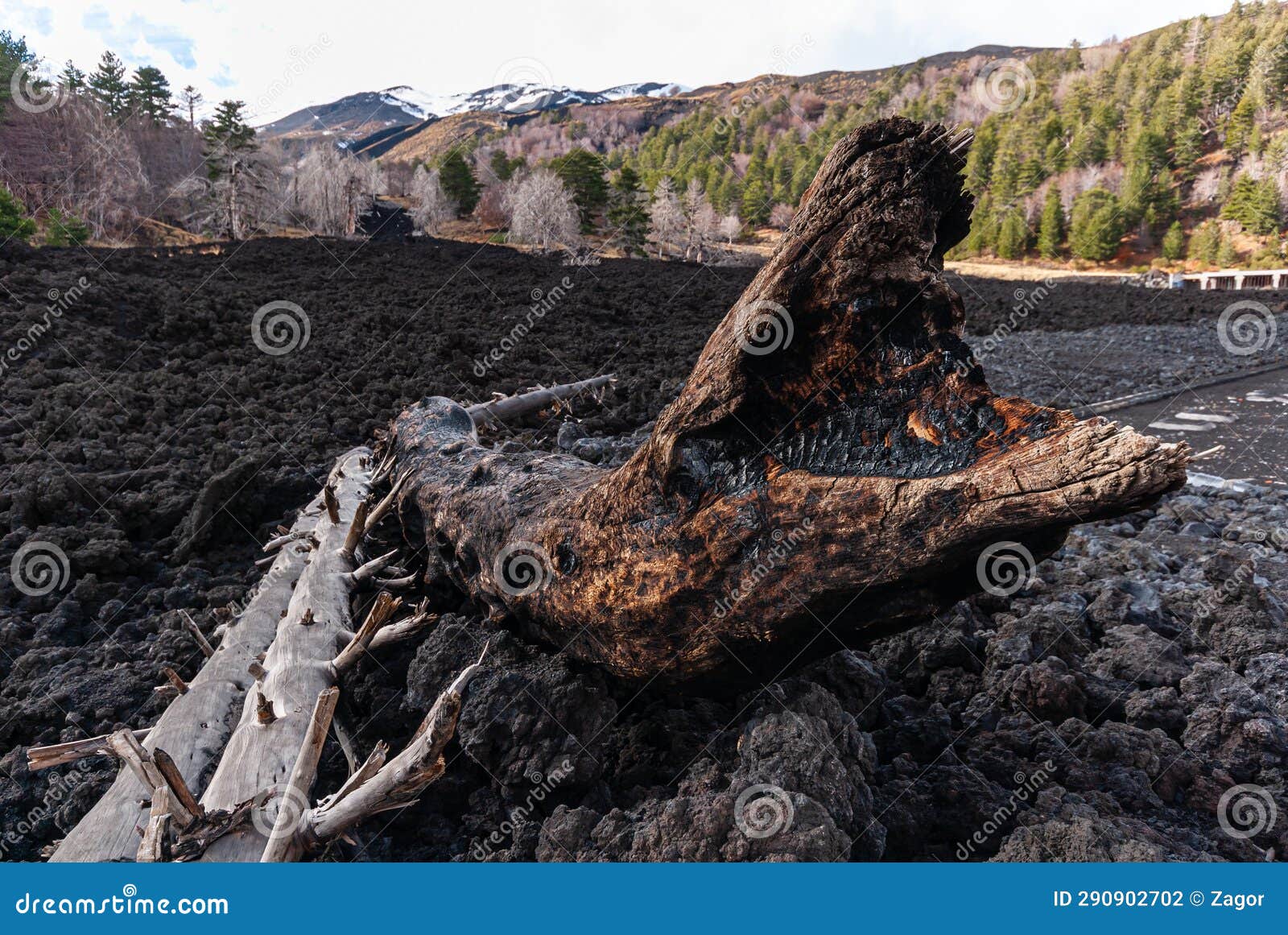 Trees Burned by an Eruption of the Volcano Stock Photo - Image of ...