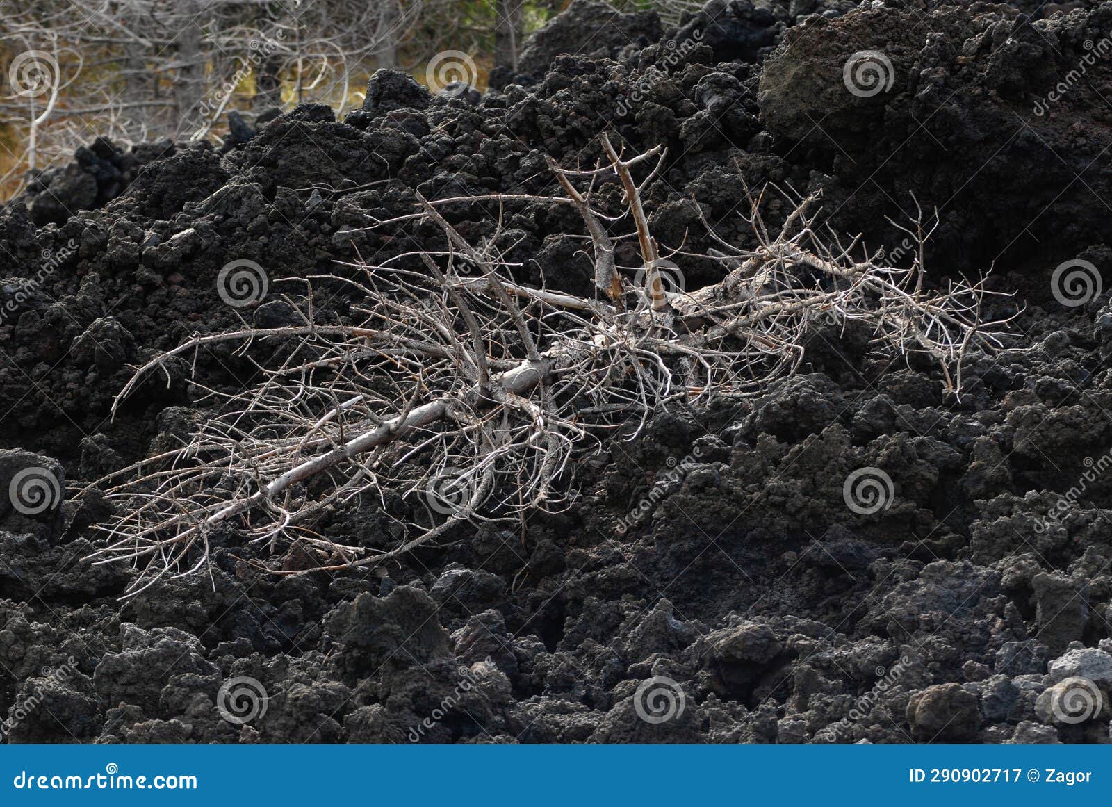 Trees Burned by an Eruption of the Volcano Stock Image - Image of warm ...