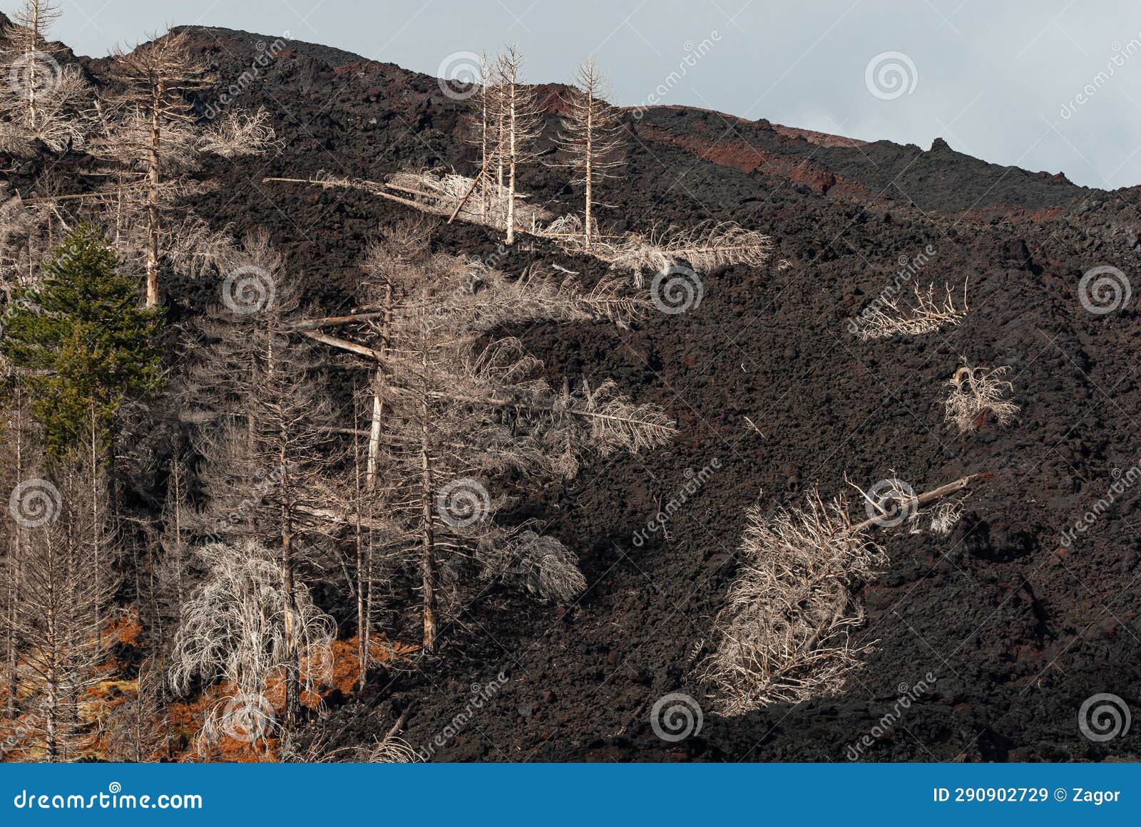 Trees Burned by an Eruption of the Volcano Stock Image - Image of rocks ...