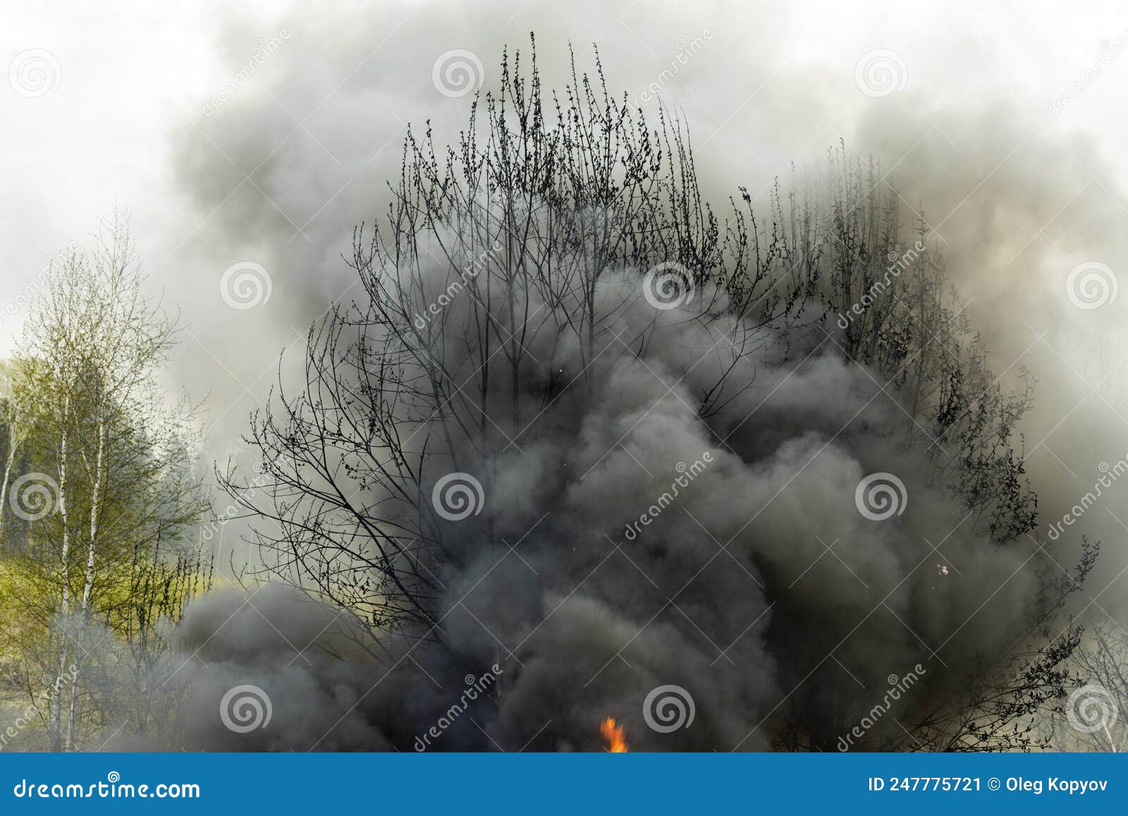 Trees are Burning. Fire in Nature. Burning Garbage Dump Stock Image ...
