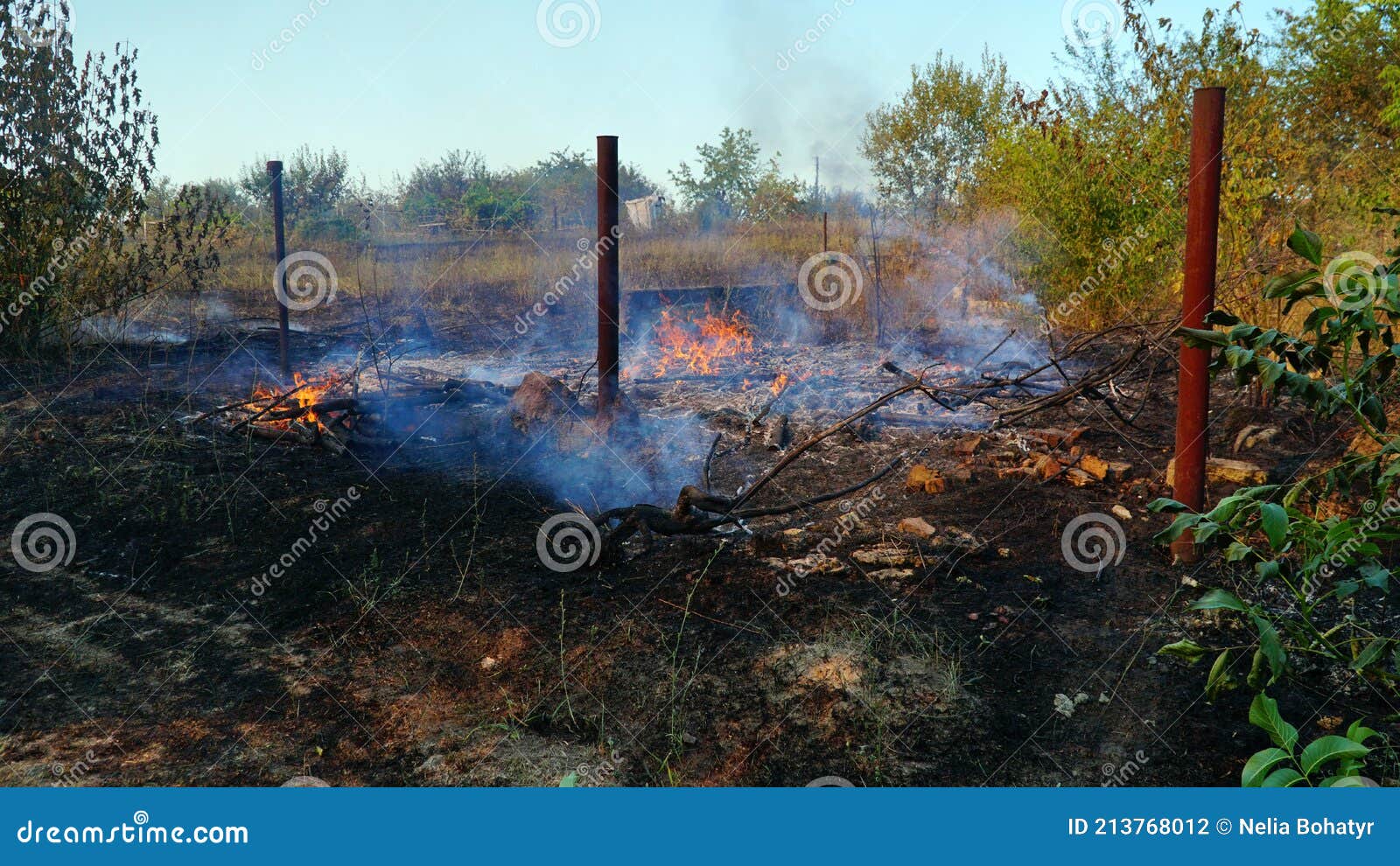 Trees are Burning in a Forest Fire. Fire in the Grass. Burning Grass in ...