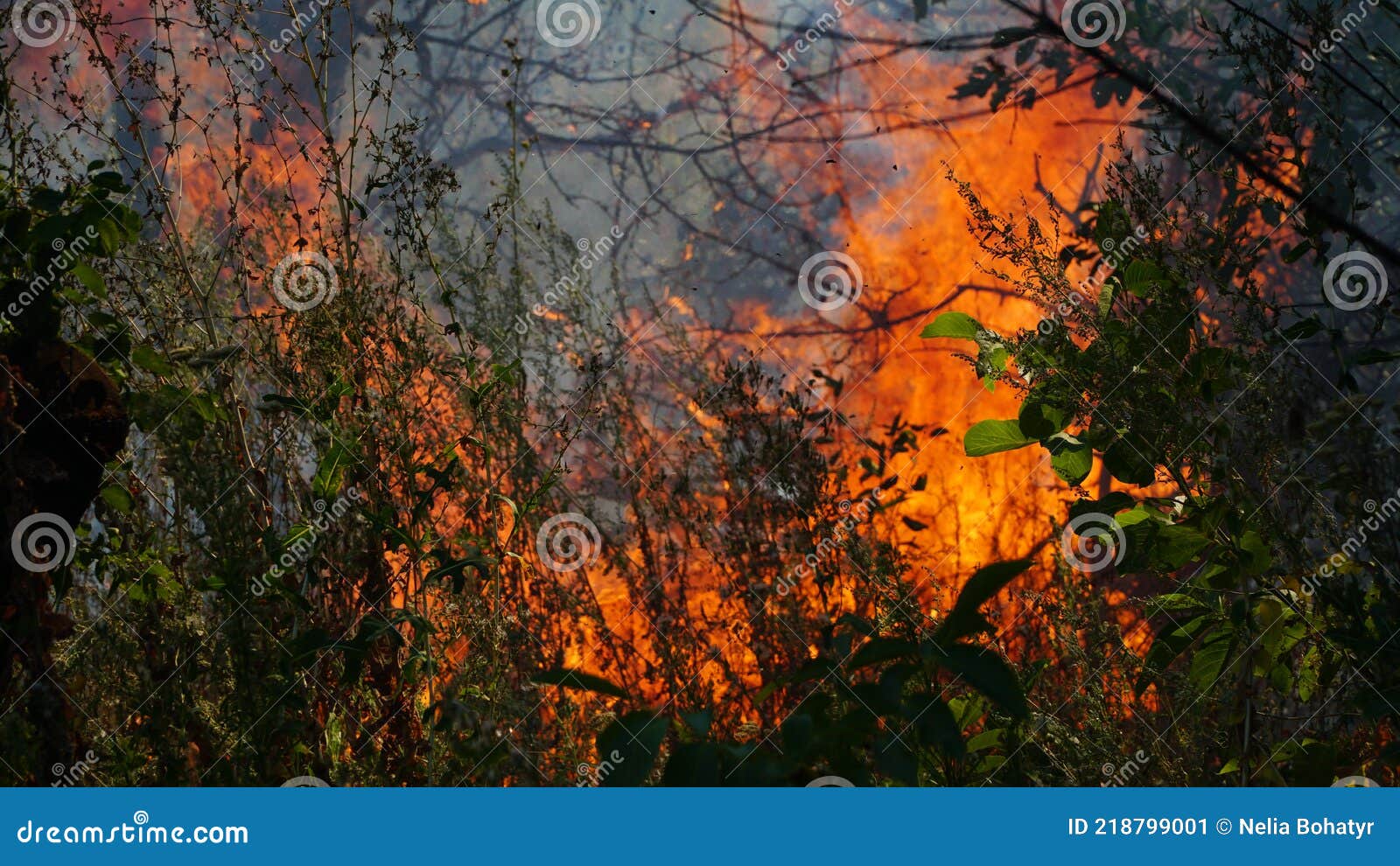 Trees are Burning in a Forest Fire. Fire in the Grass. Burning Grass in ...