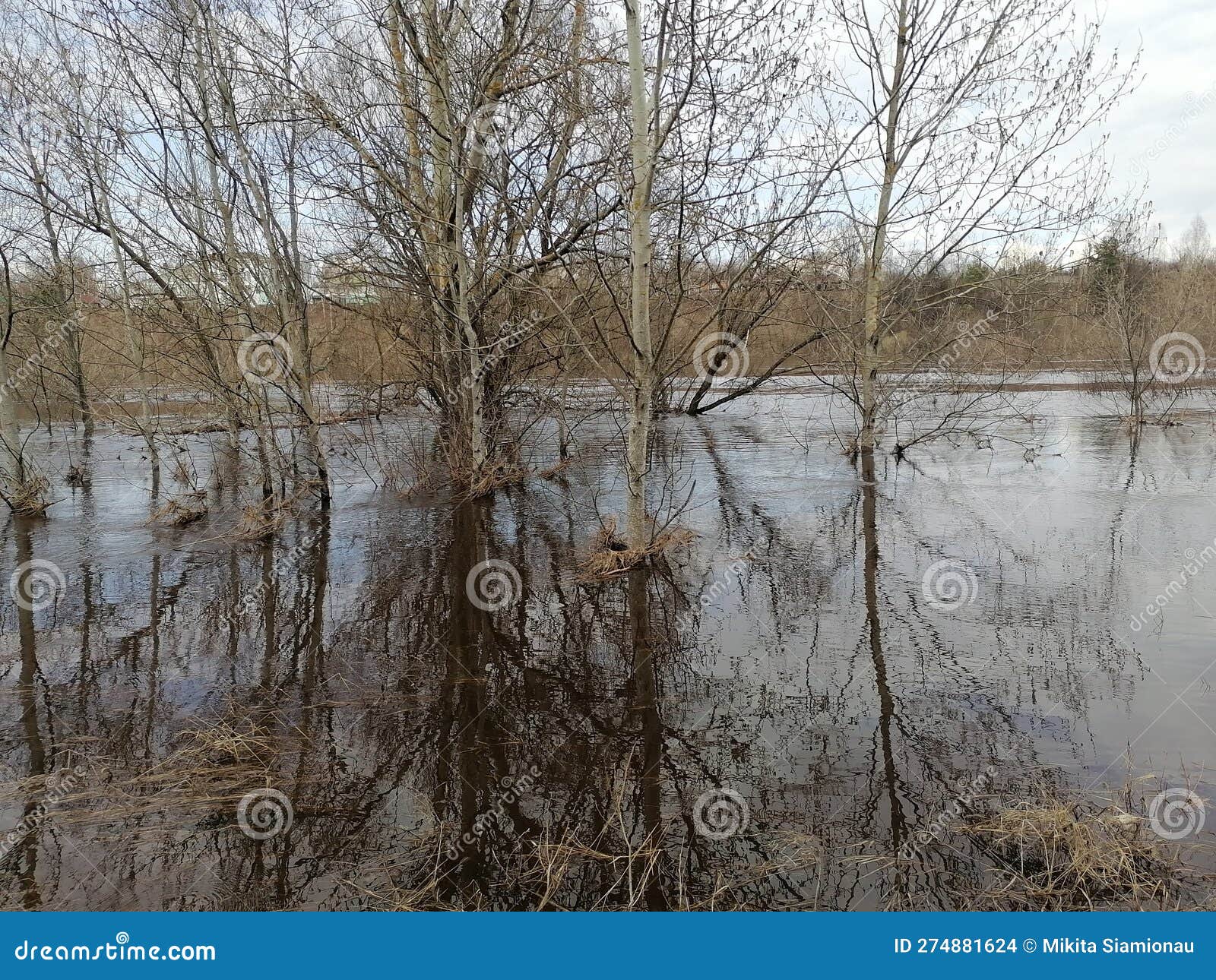 Trees and Bush Flooded by a Large River Stock Photo - Image of open ...