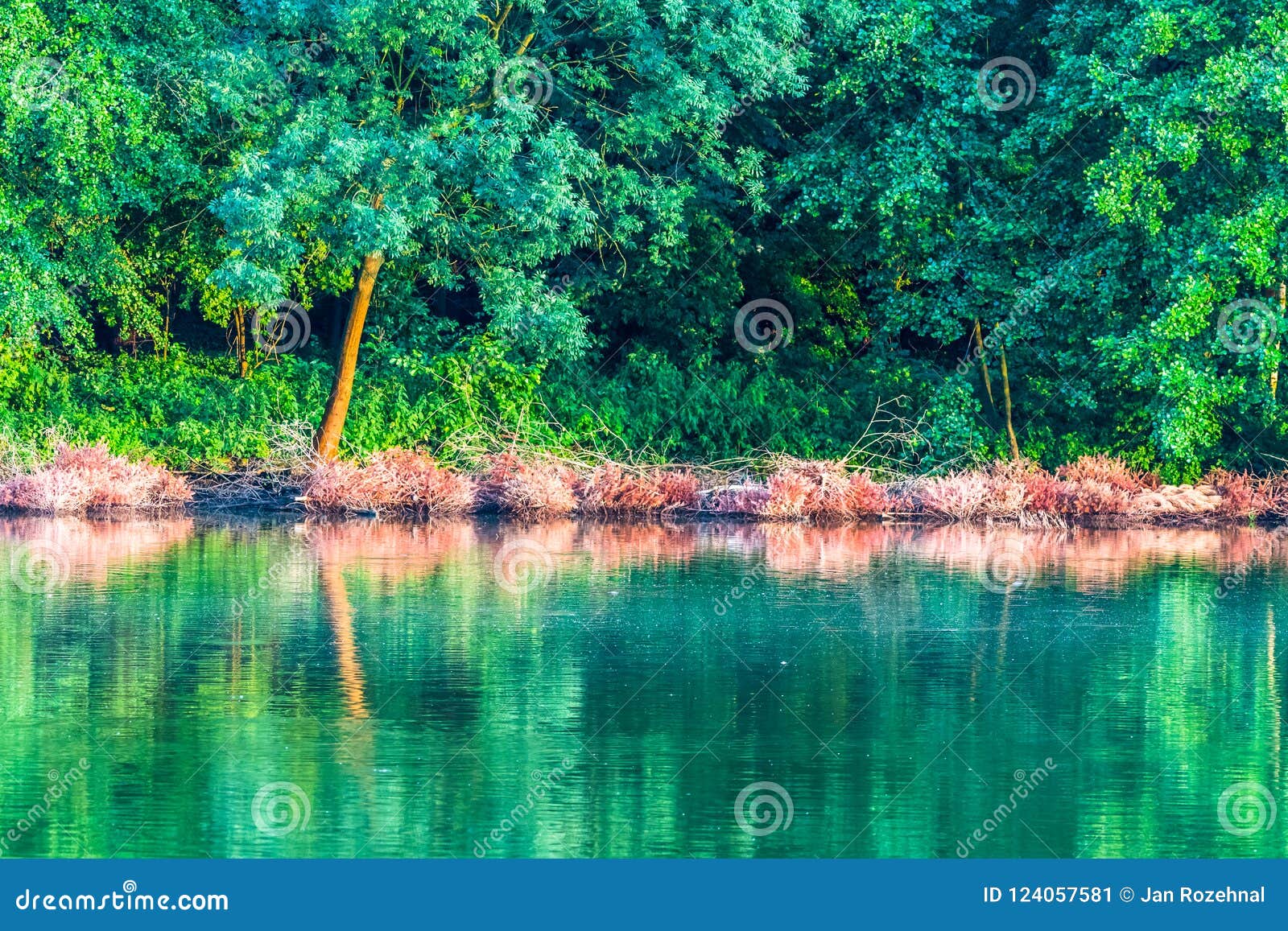 Trees and Bushes Behind a Small Pond Reflecting in a Water Surface ...