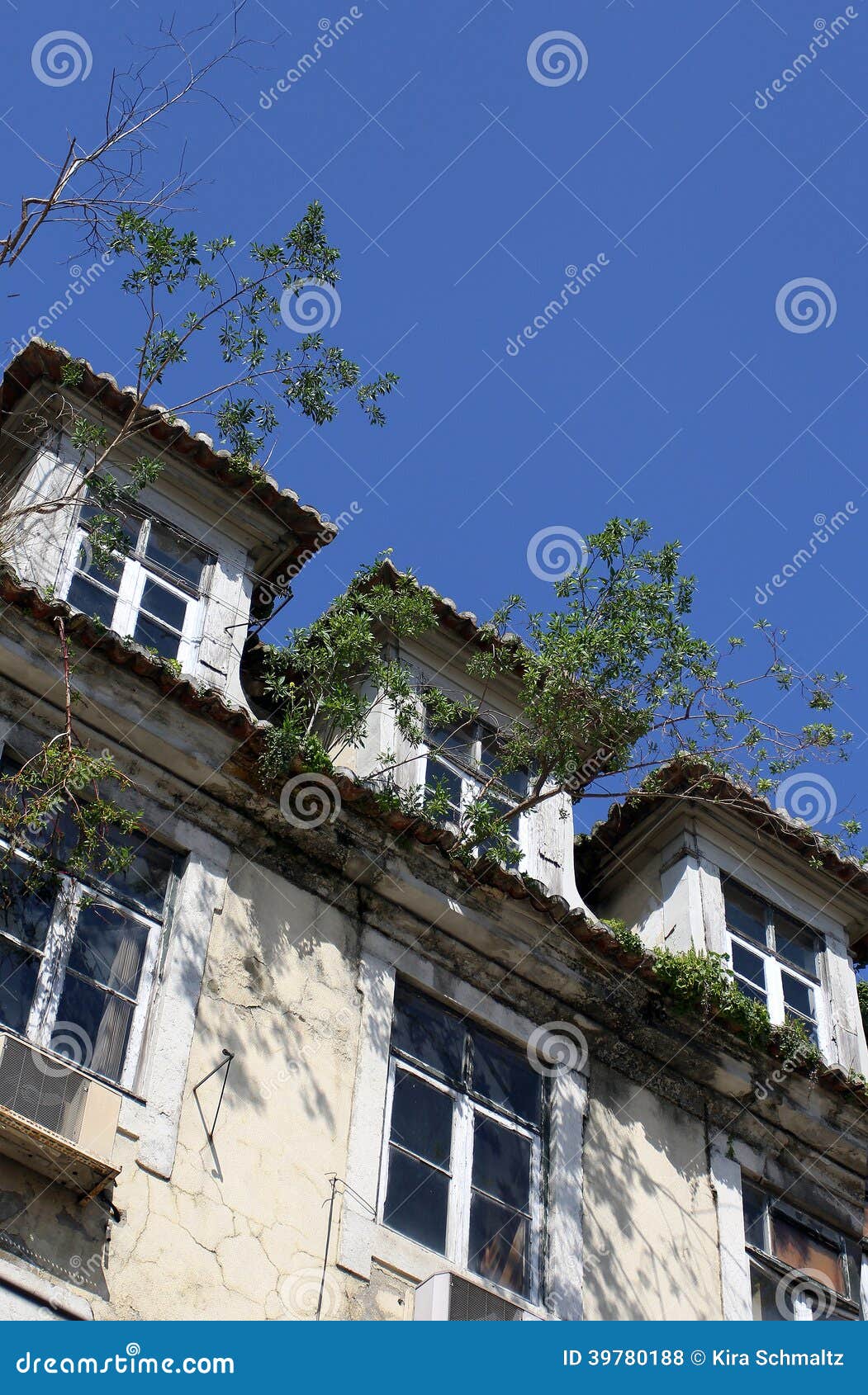 Trees and Bushes Growing on the Roof Stock Photo - Image of house ...