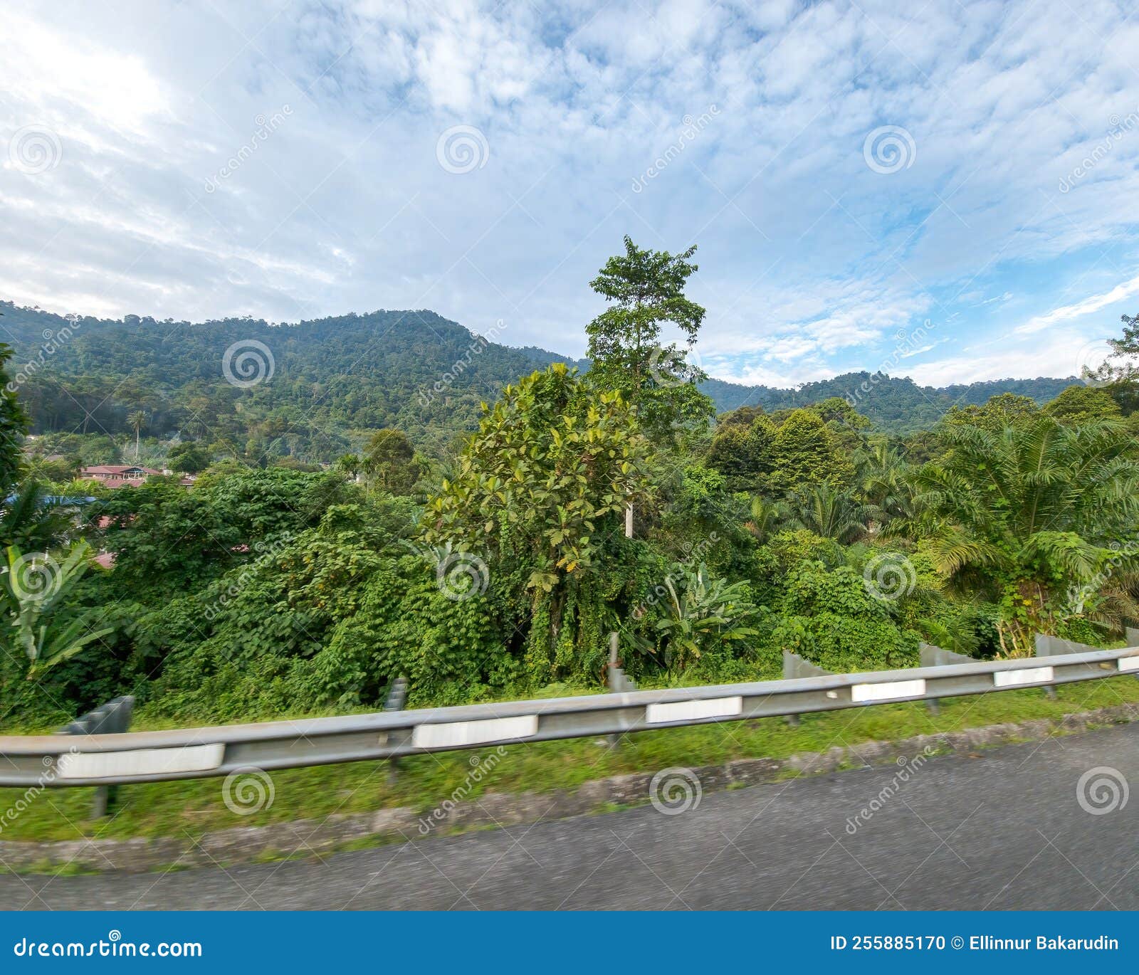 Trees and Bushes Next To the Road in the Rainforest Jungle Next To the ...