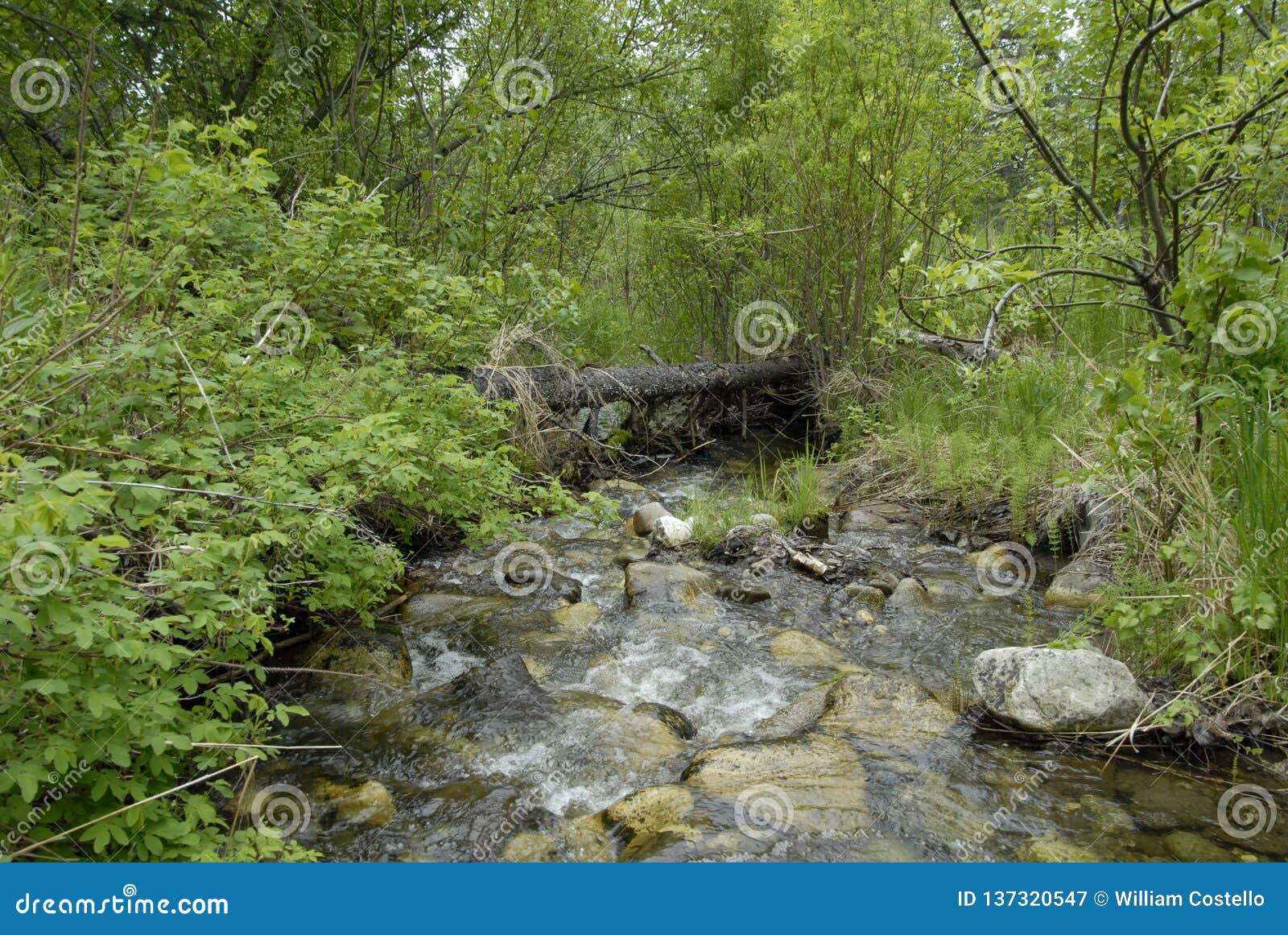 Small Stream through the Forest Stock Image - Image of running, stream ...