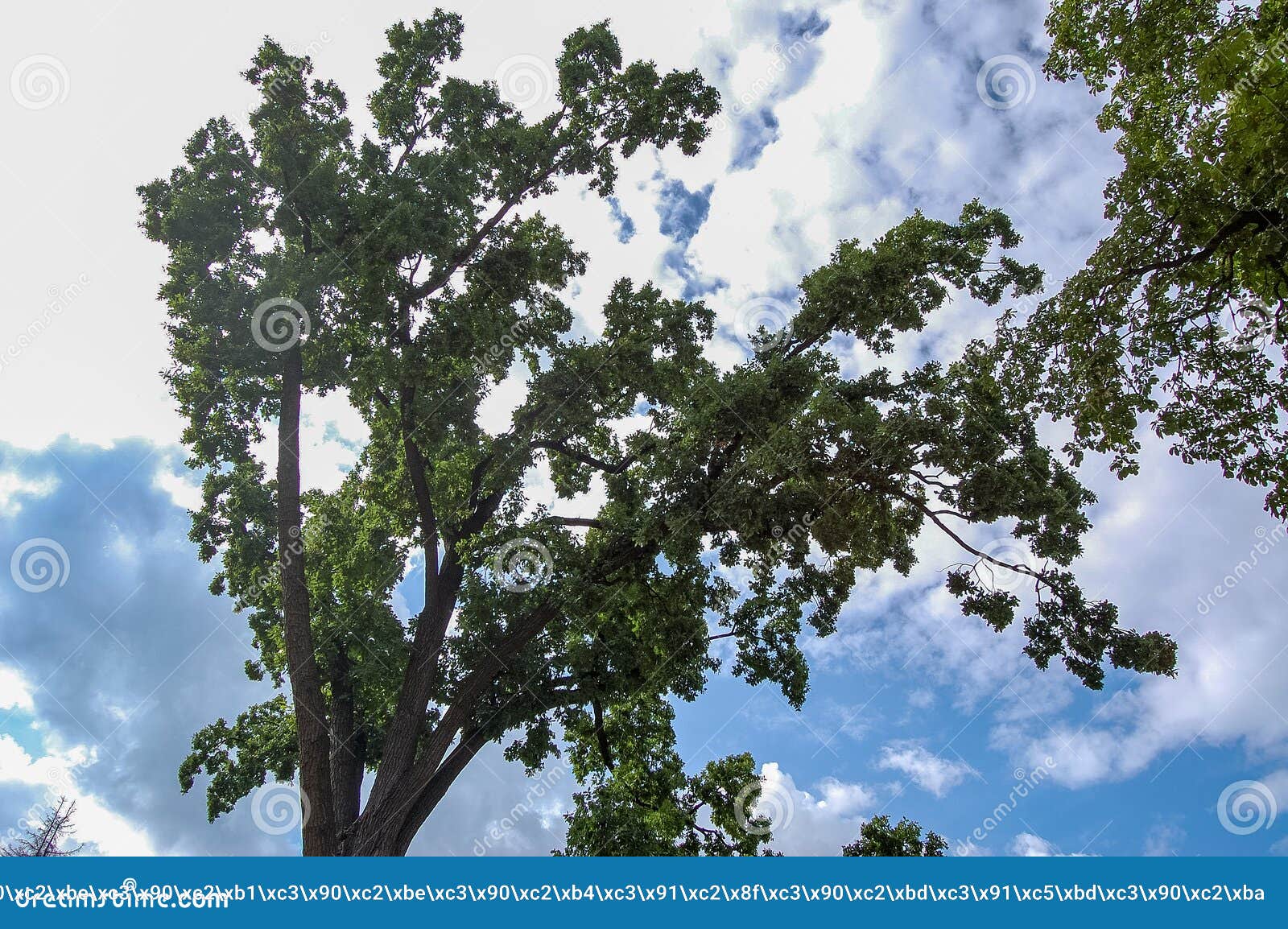 Trees and Bushes in the Park Nature View Stock Image - Image of scene ...