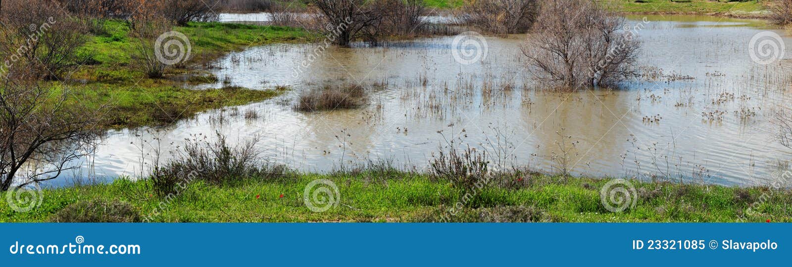 Trees and Bushes Standing in Water during a Spring Stock Image - Image ...