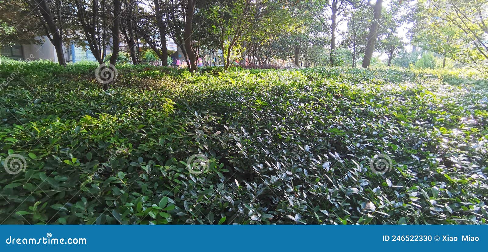 Trees and bushes stock photo. Image of bushes, park - 246522330