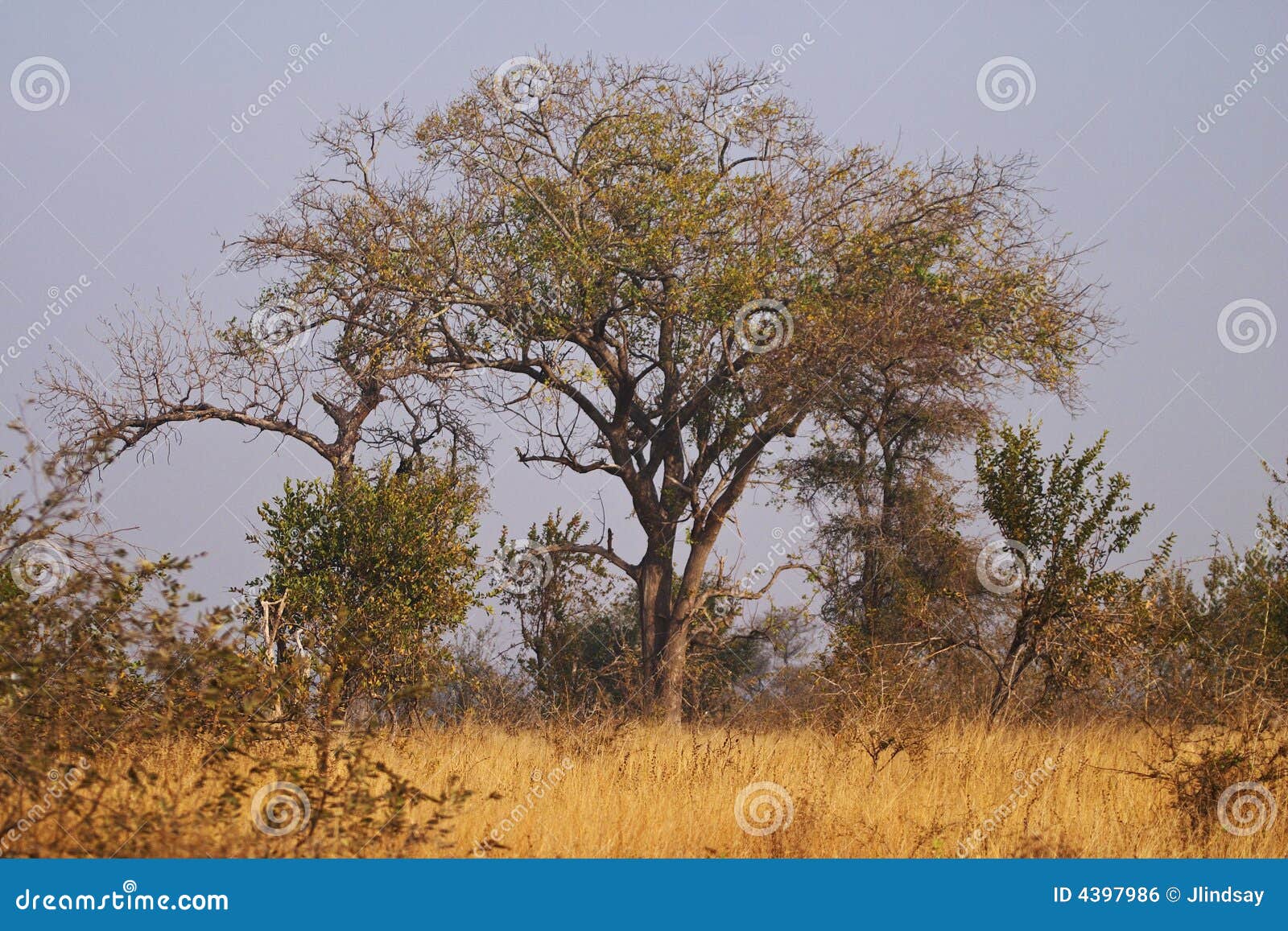Trees in a Bushveld Setting Stock Photo - Image of trees, blue: 4397986