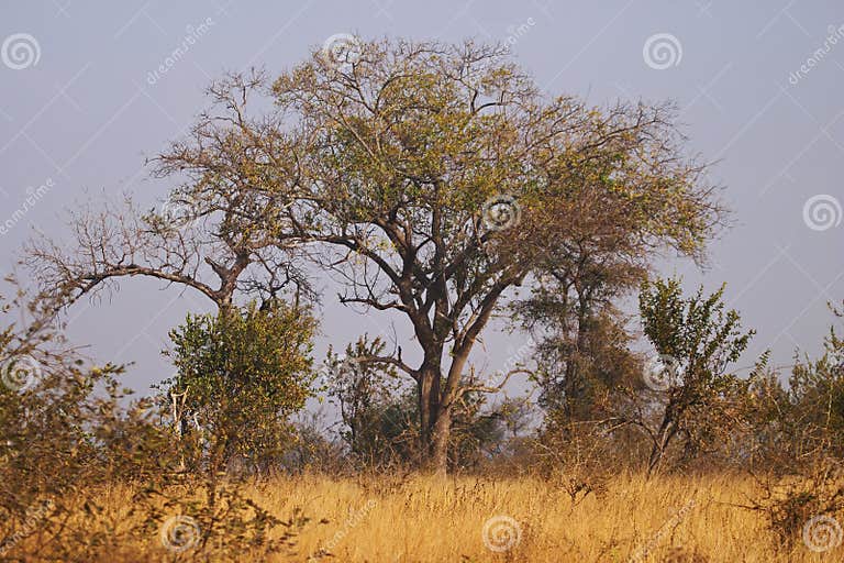 Trees in a Bushveld Setting Stock Image - Image of thorn, bushveld: 6042601