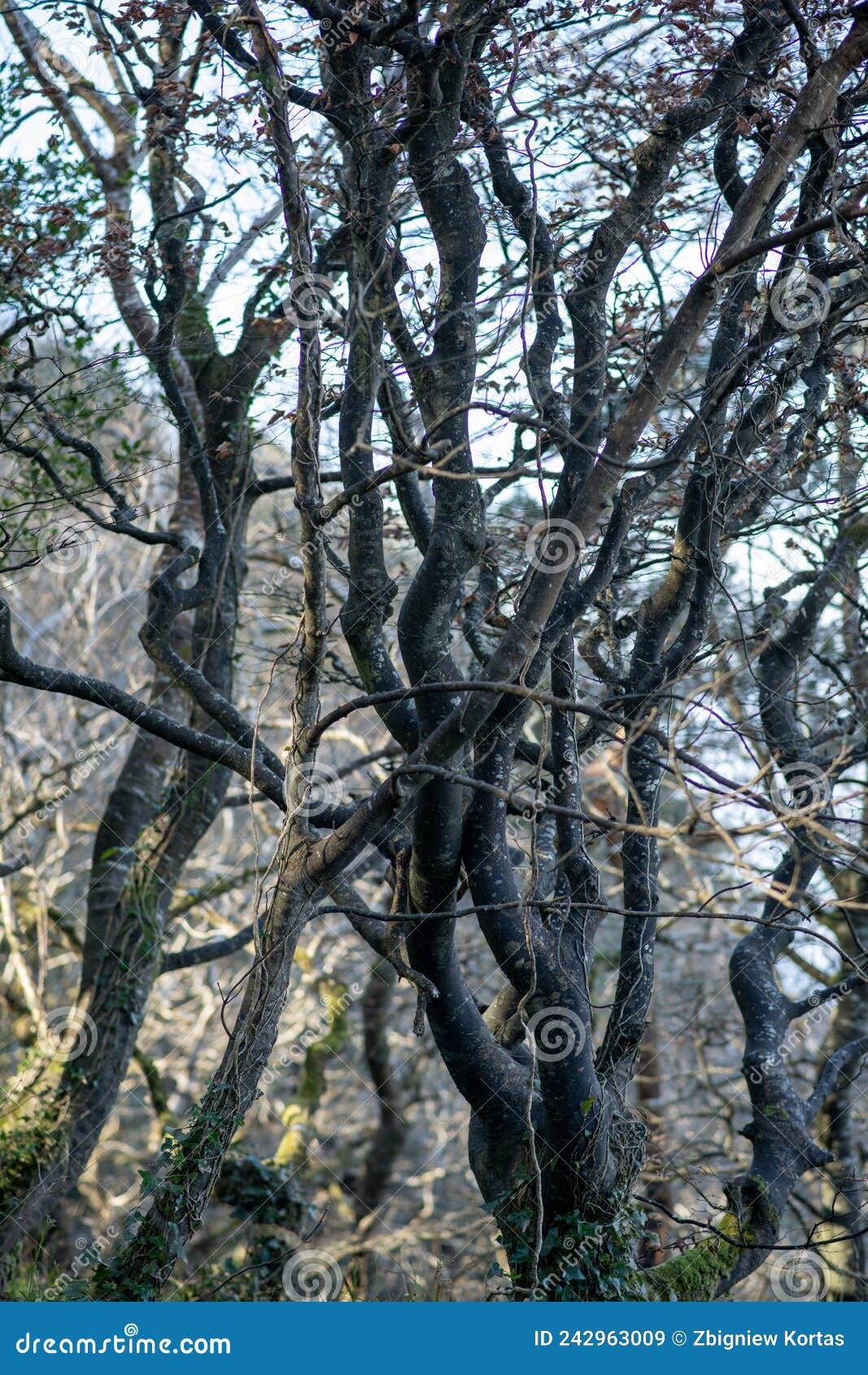 Trees in camera lens stock image. Image of abstract - 242963009