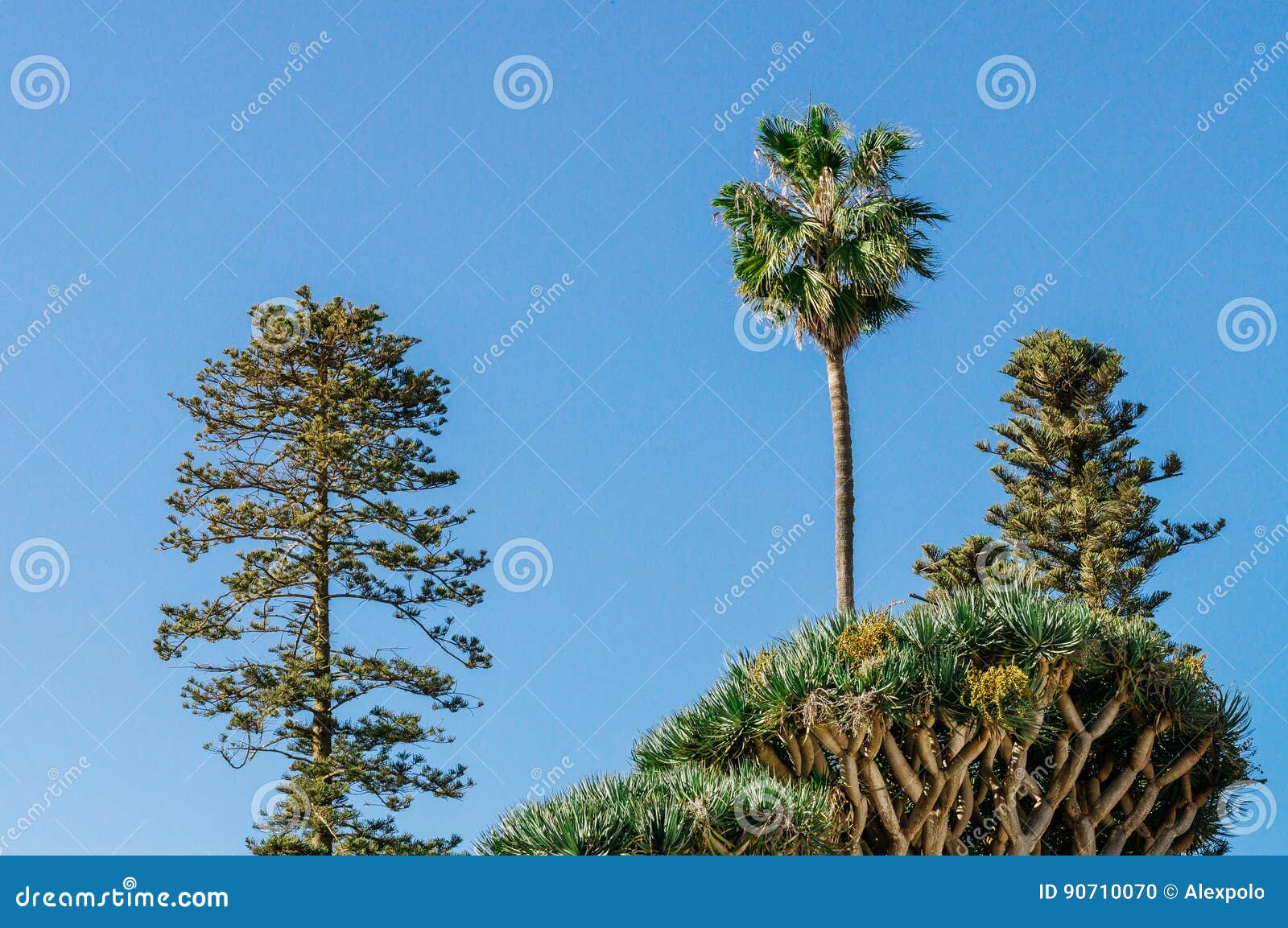 Trees of Canary islands stock photo. Image of flora, sunlight - 90710070