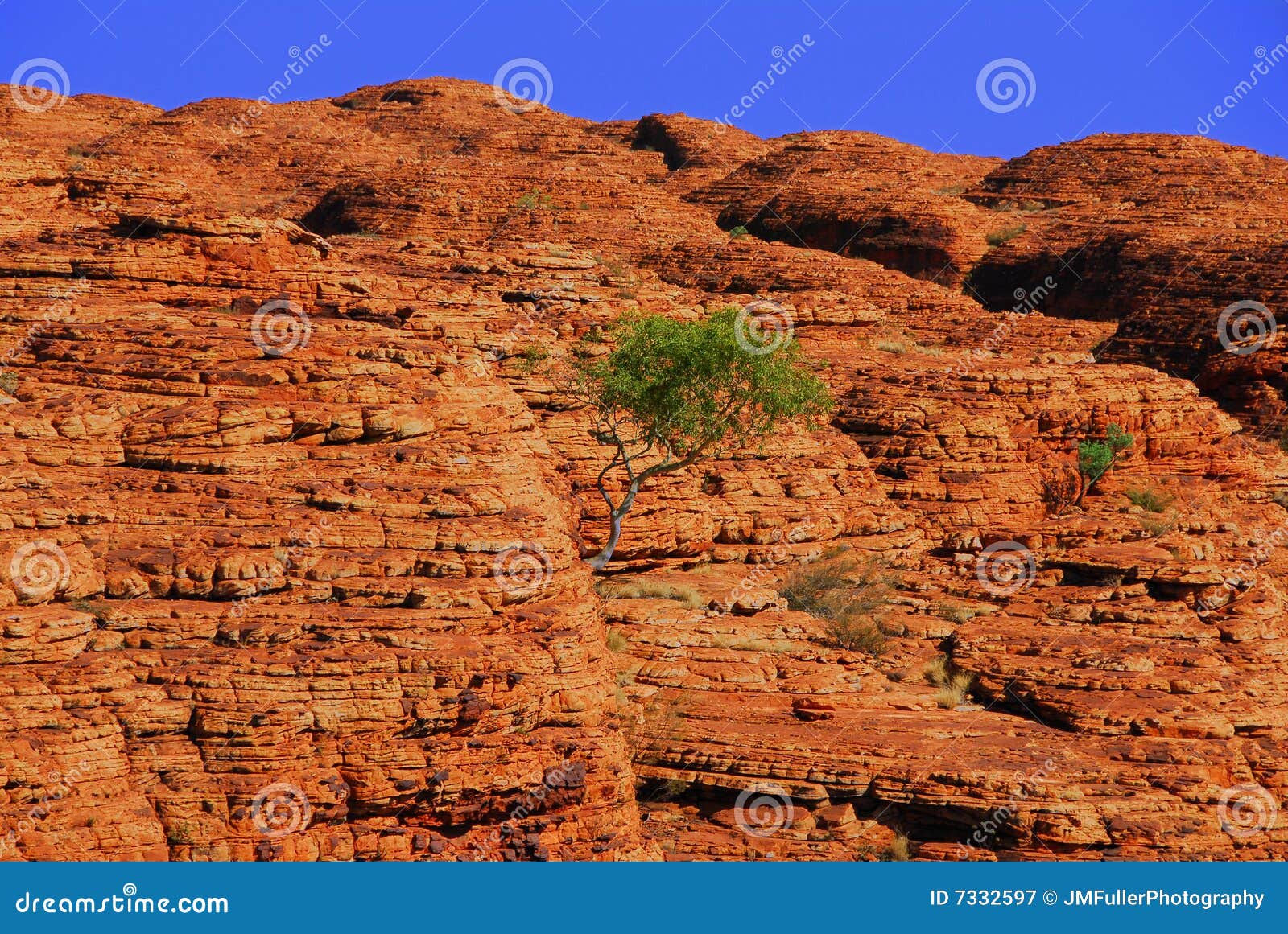Trees on canyon wall stock image. Image of outback, canyon - 7332597