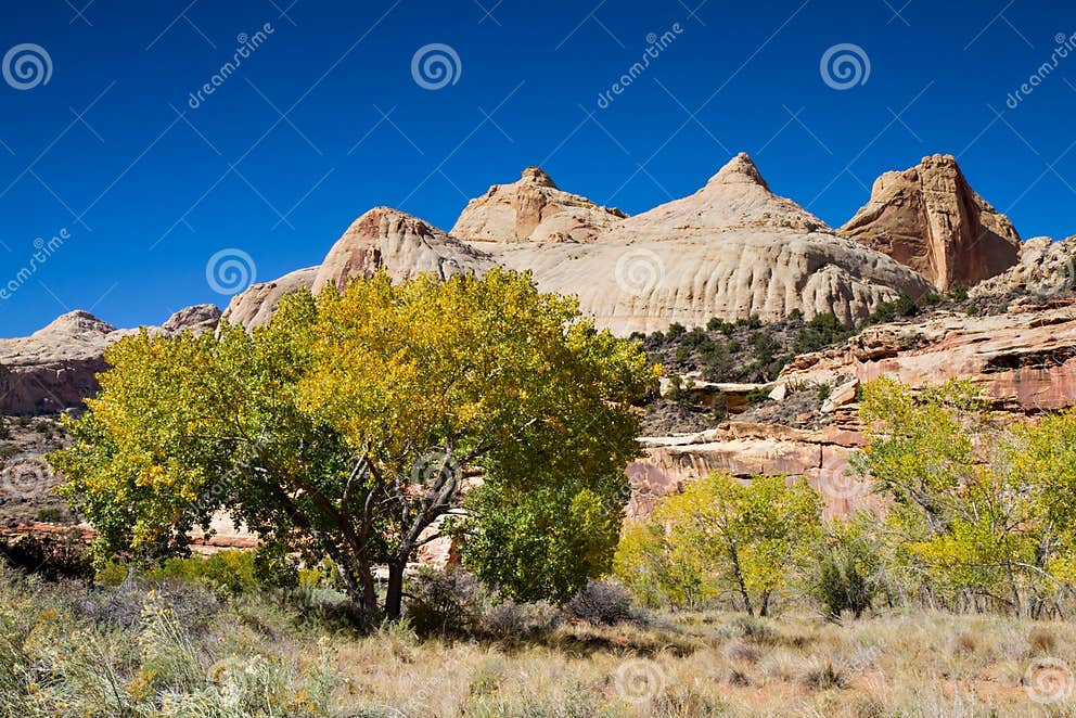 Trees in the Capitol Reef National Park Stock Photo - Image of reef ...