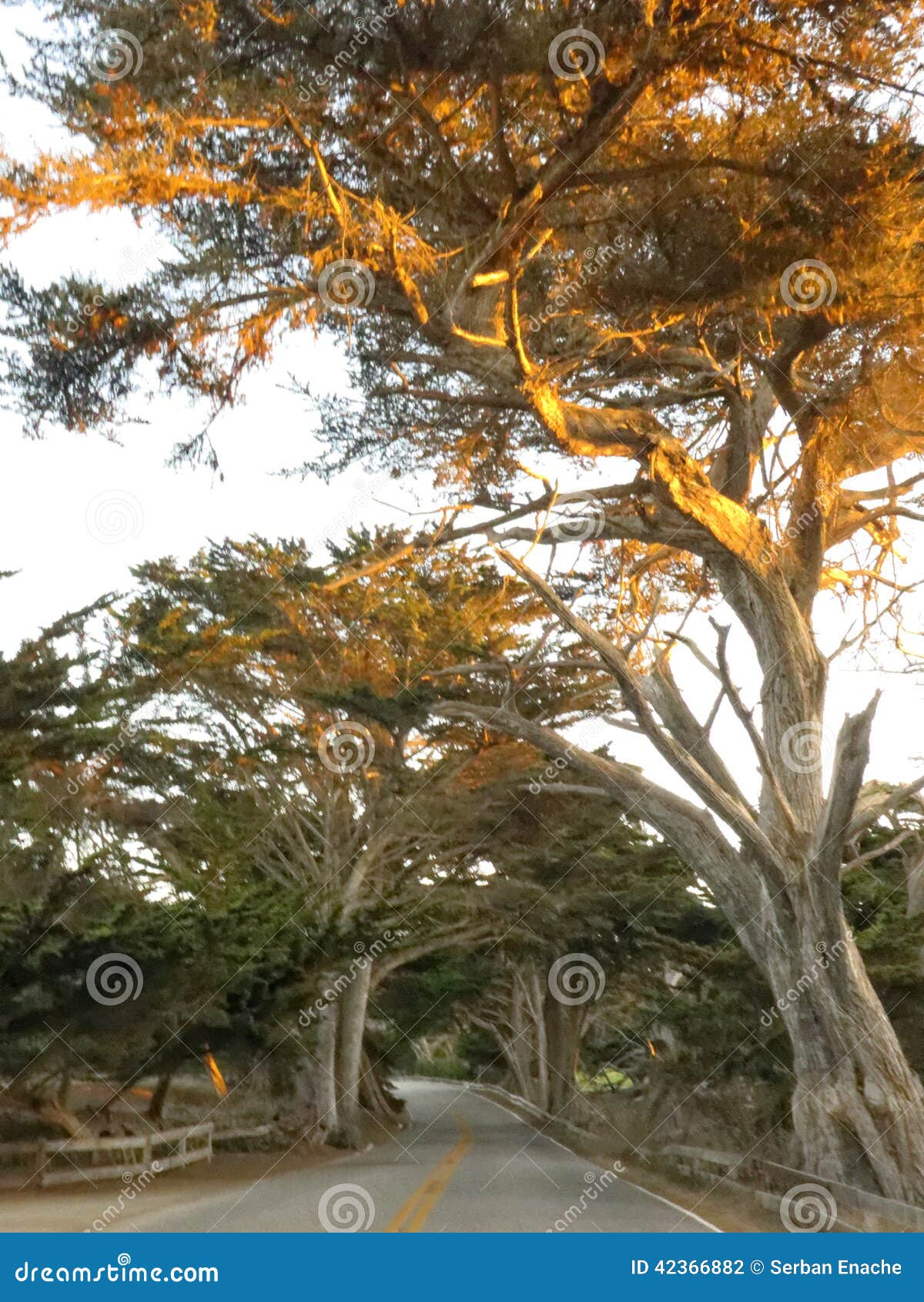 Trees at Carmel stock photo. Image of american, united - 42366882