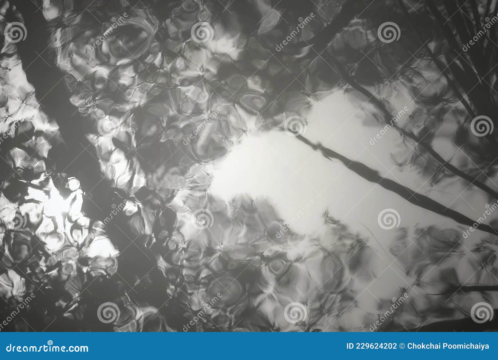 Trees Cast Blurry Shadows on the Smooth Rippled Water. Stock Photo ...