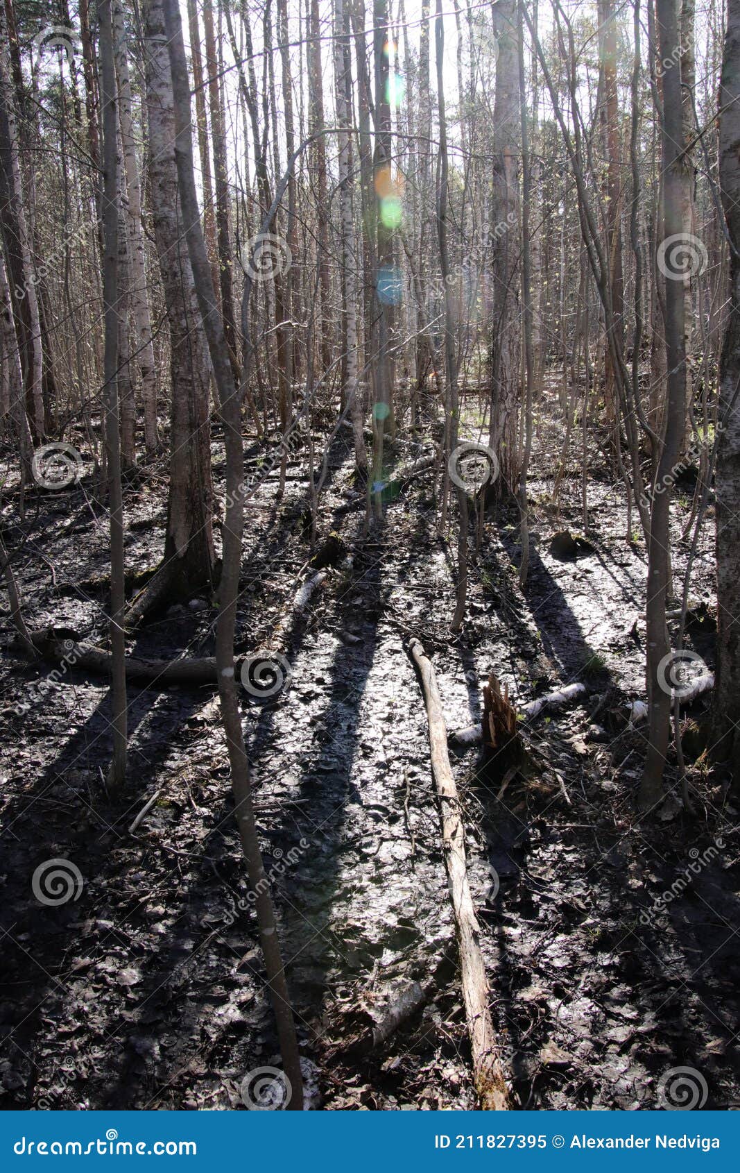 The trees cast a shadows. stock image. Image of distance - 211827395