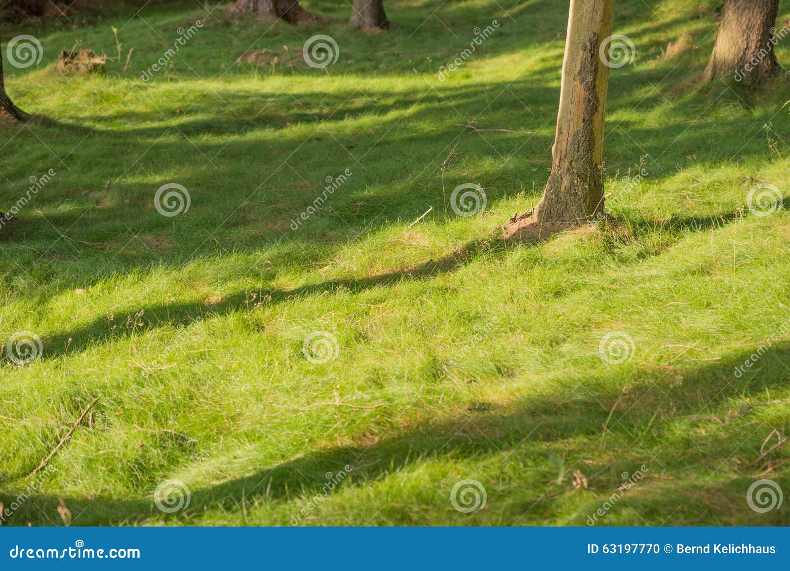 Trees Cast Shadows on Green Lawn Stock Photo - Image of light, nature ...
