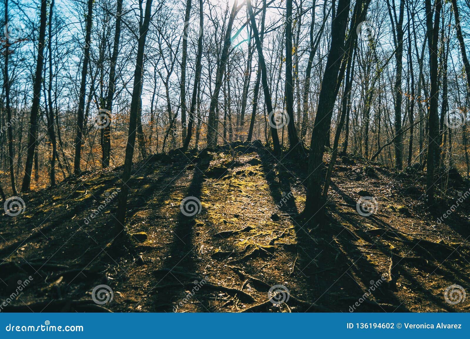 Trees Casting Their Shadow on the Ground Stock Photo - Image of light ...