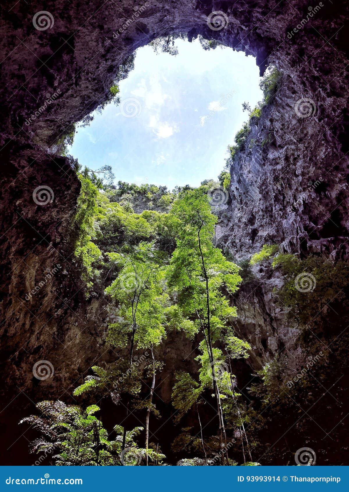 Trees in cave. stock photo. Image of forrest, green, light - 93993914