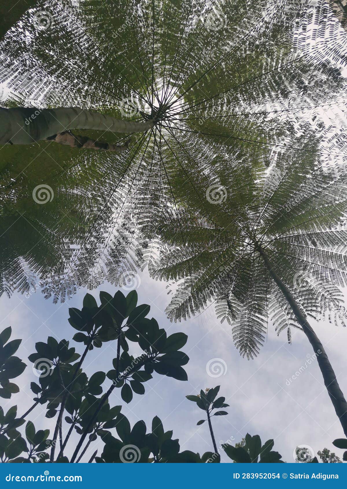 Trees in the Center Garden of Cafe Stock Photo - Image of center ...