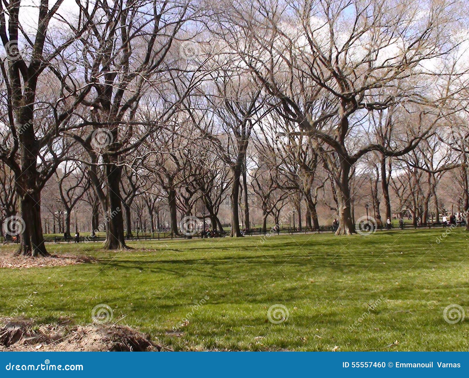 Trees in central park stock photo. Image of weather, america - 55557460
