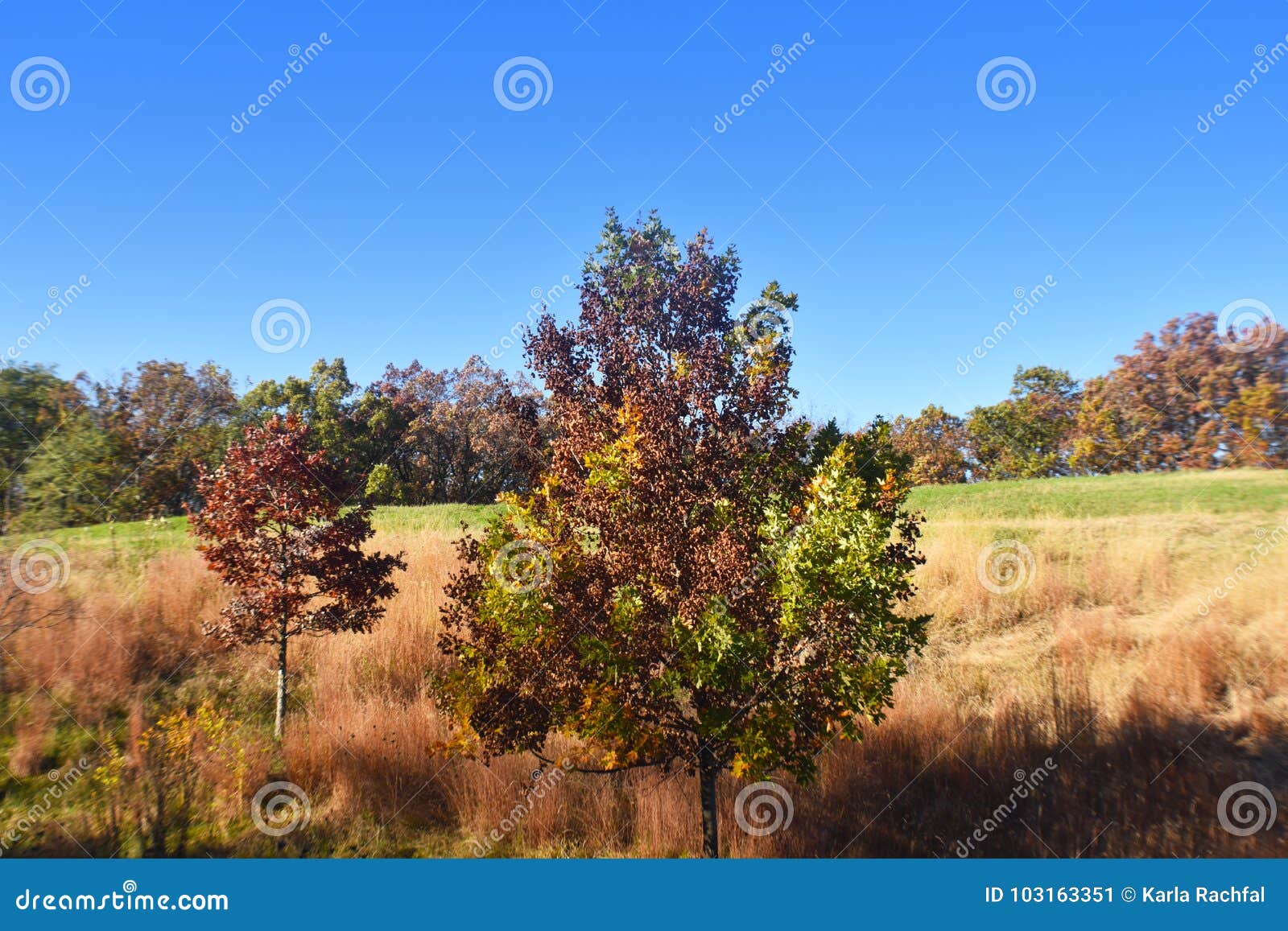 Trees changing colors stock image. Image of autumn, fields - 103163351