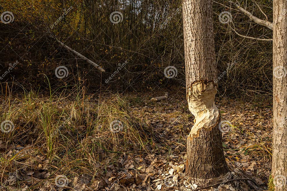 Trees Chewed by Beavers Building a Dam Stock Photo - Image of national ...