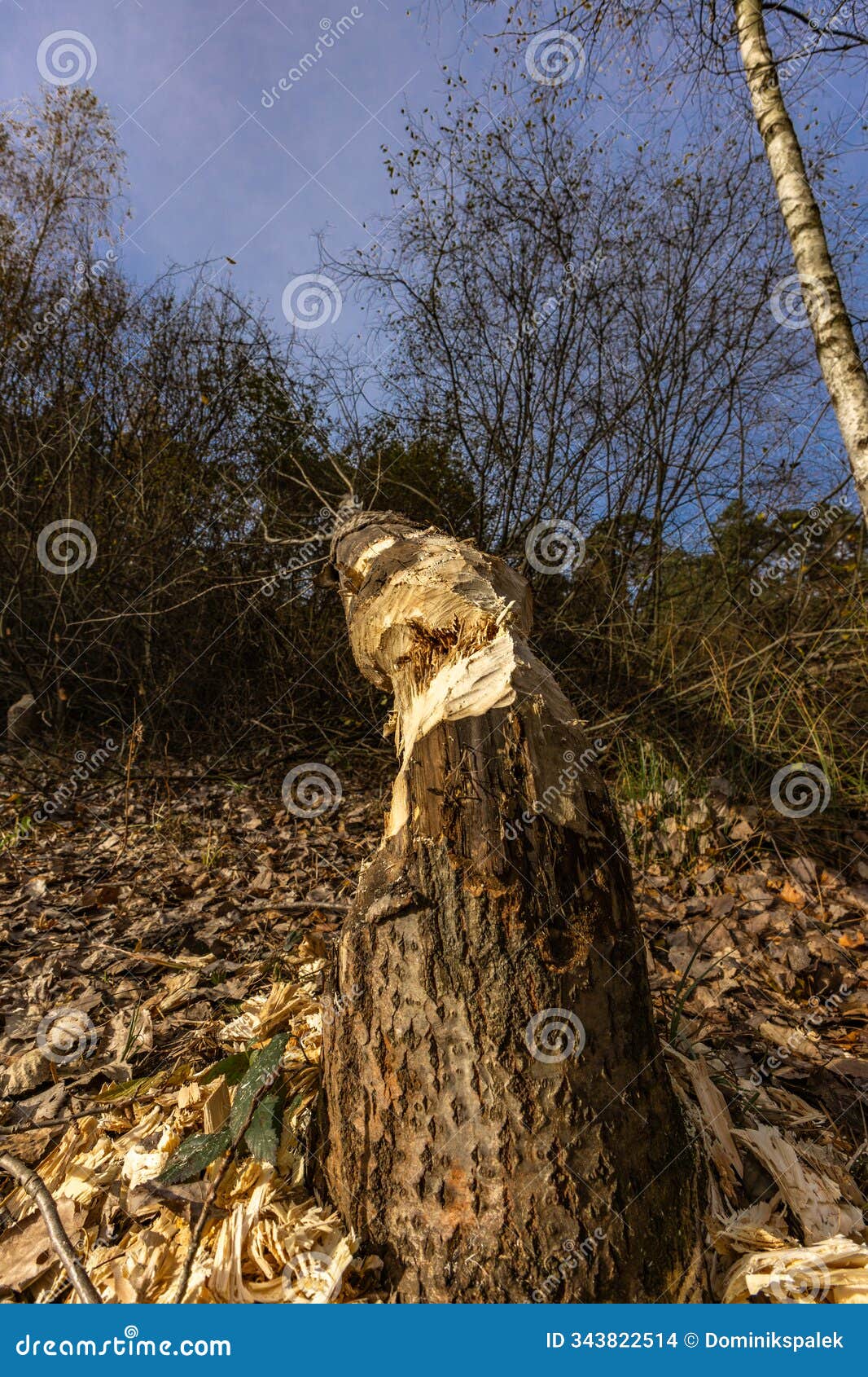 Trees Chewed by Beavers Building a Dam Stock Photo - Image of logging ...