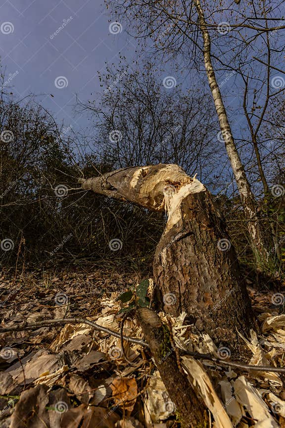 Trees Chewed by Beavers Building a Dam Stock Photo - Image of trees ...
