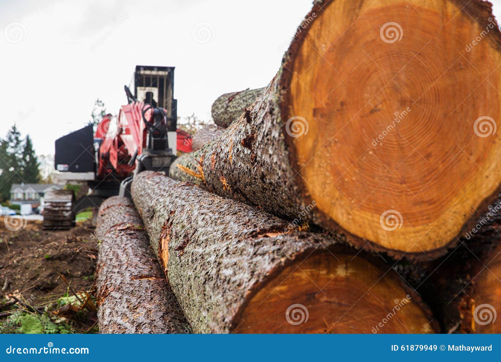 Trees chopped and stacked stock image. Image of industrial - 61879949