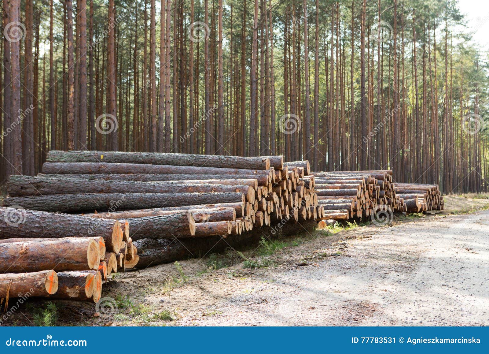 Trees Chopped and Stacked in Forest Stock Image - Image of landscape ...