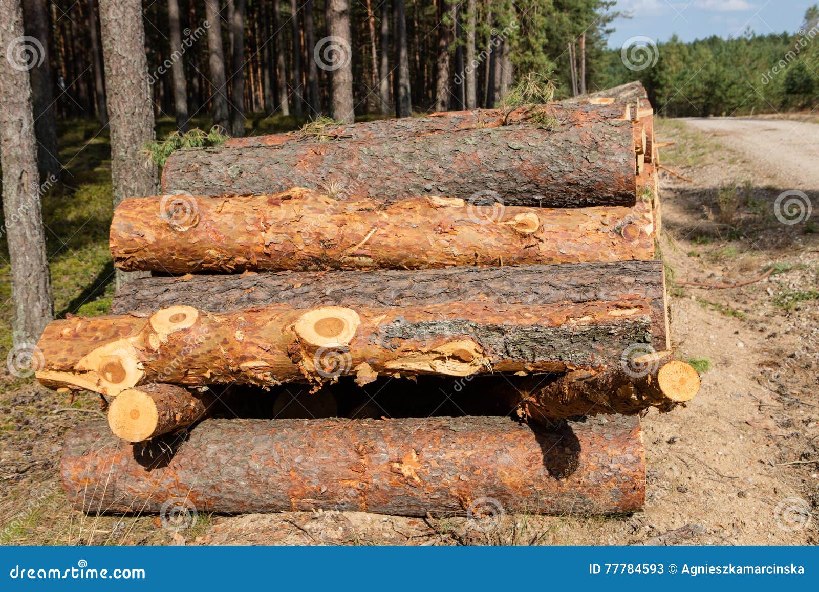 Trees Chopped and Stacked in Forest Stock Image - Image of cutting ...