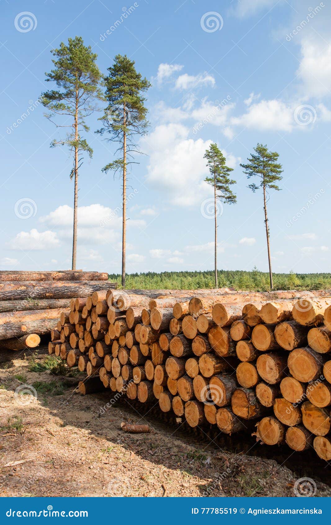 Trees Chopped and Stacked in Forest Stock Image - Image of woodpile ...