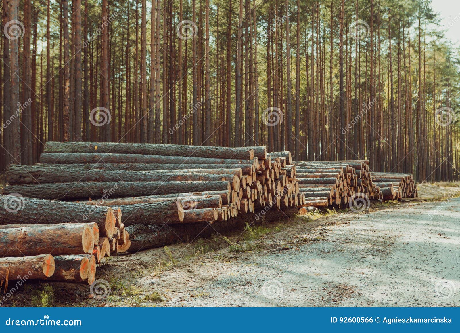 Trees Chopped and Stacked in Forest Stock Photo - Image of industry ...