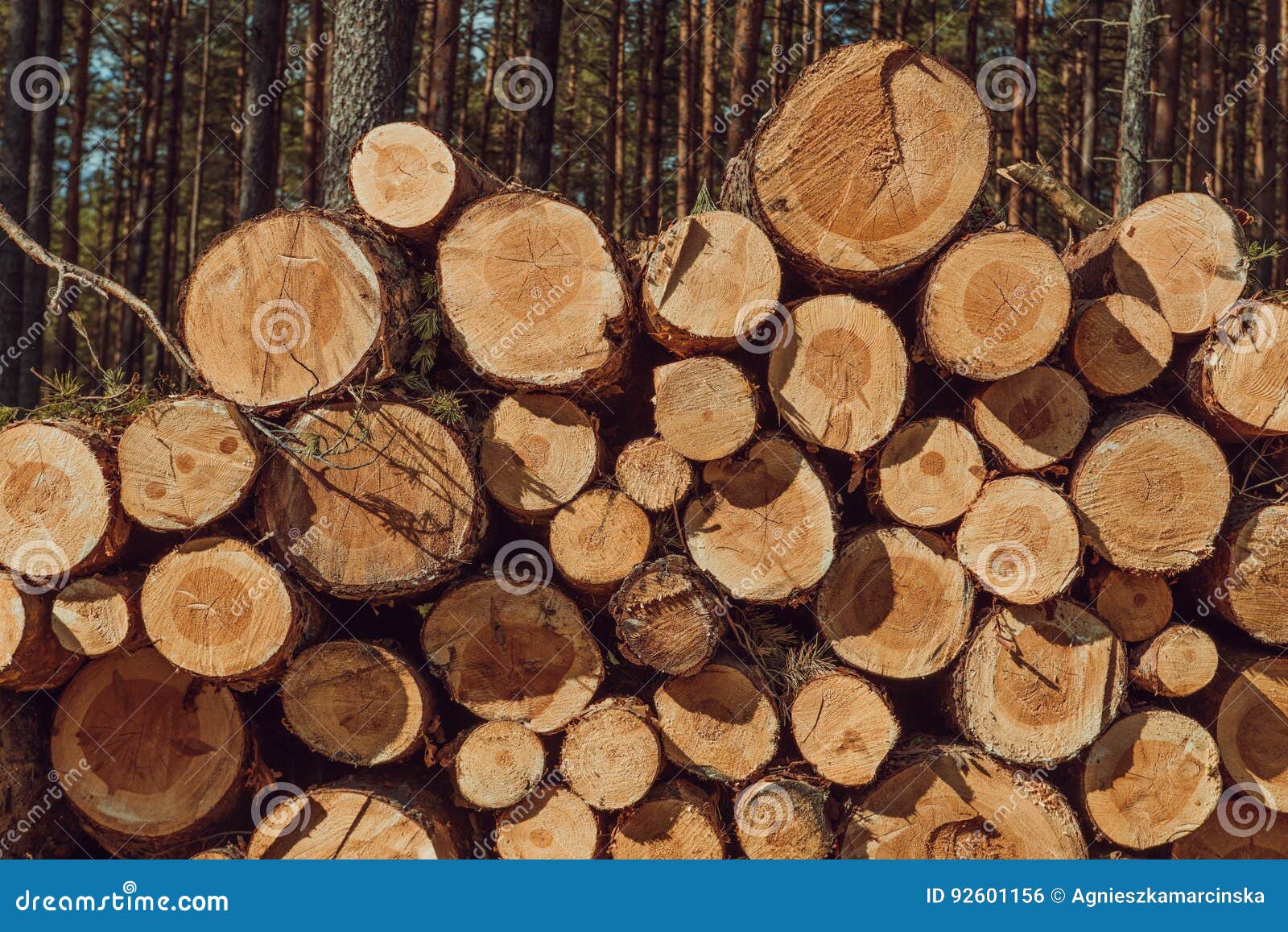 Trees Chopped and Stacked in Forest Stock Photo - Image of land, pine ...