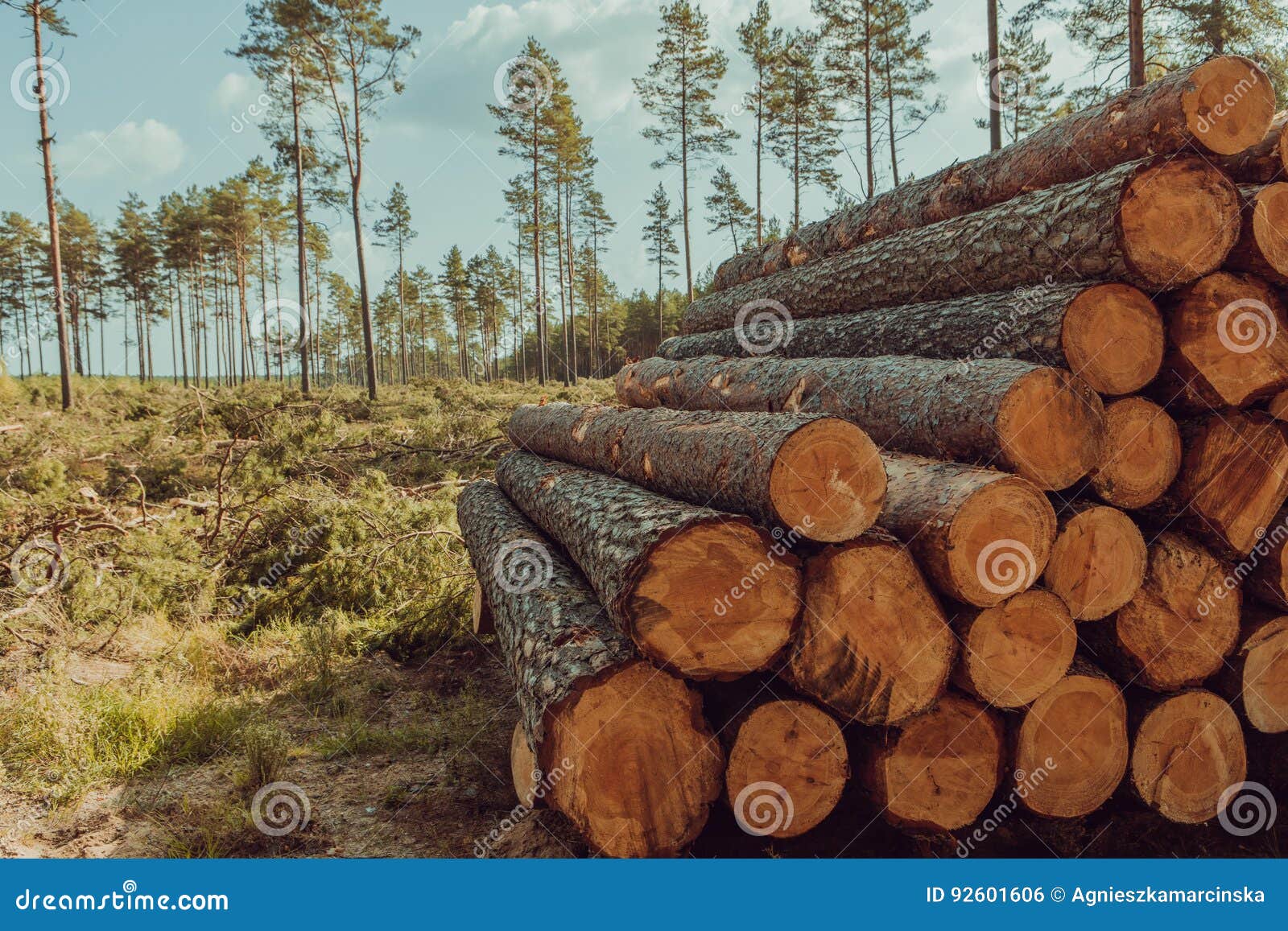 Trees Chopped and Stacked in Forest Stock Photo - Image of pine ...