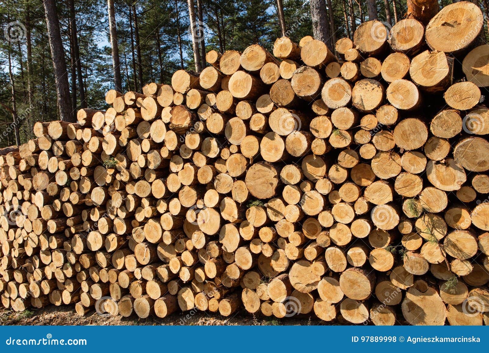 Trees Chopped and Stacked in Forest Stock Photo - Image of wood ...