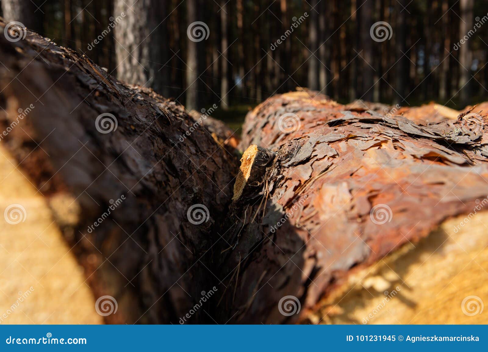 Trees Chopped and Stacked in Forest Stock Image - Image of tree ...