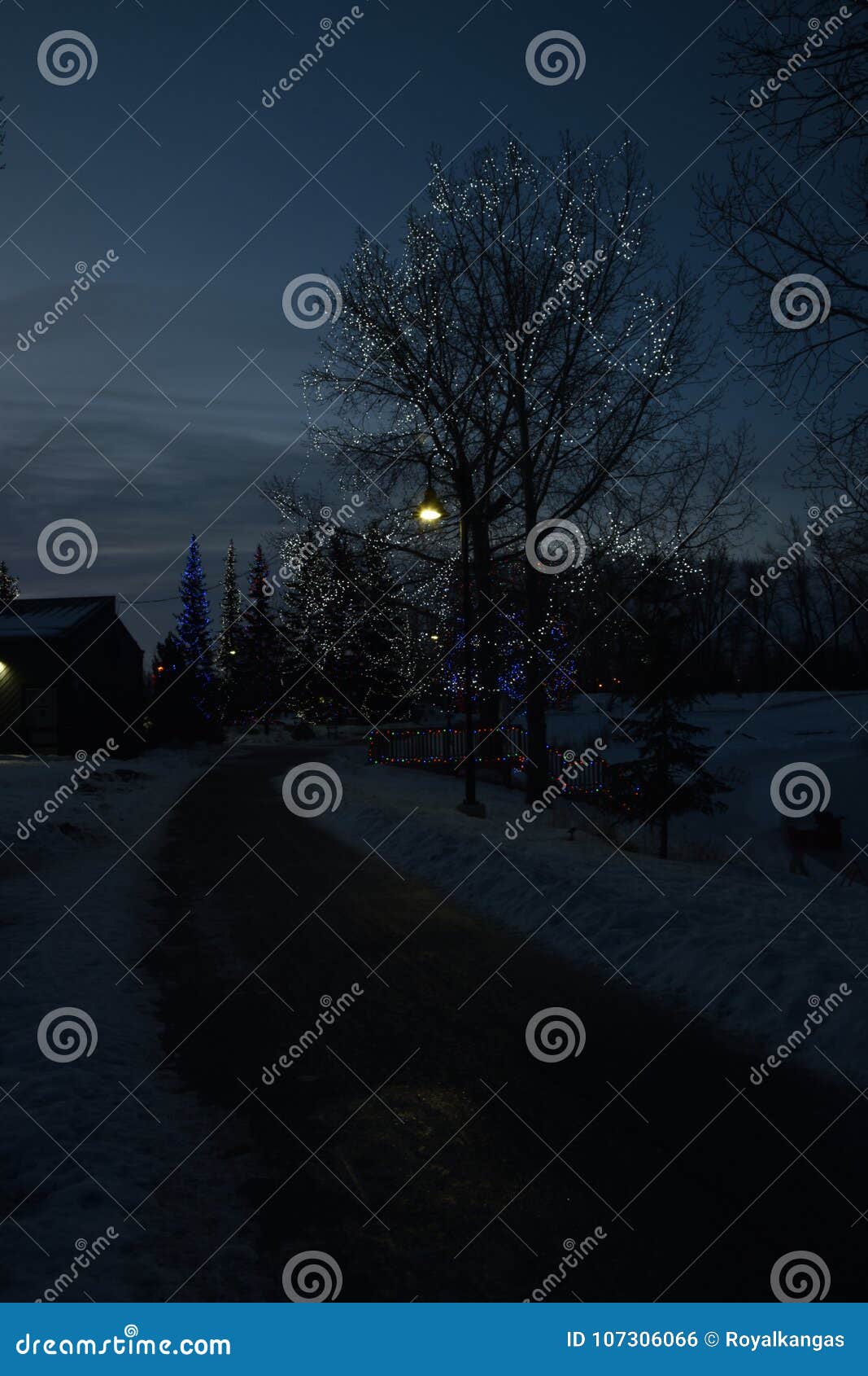 Trees with Lights in Winter Stock Photo - Image of decorated, pathway ...