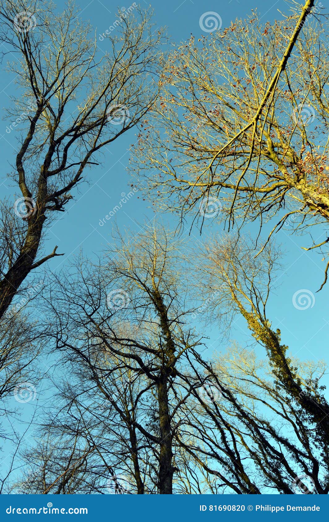 Trees in a Circle with Branches Stock Photo - Image of agriculture ...